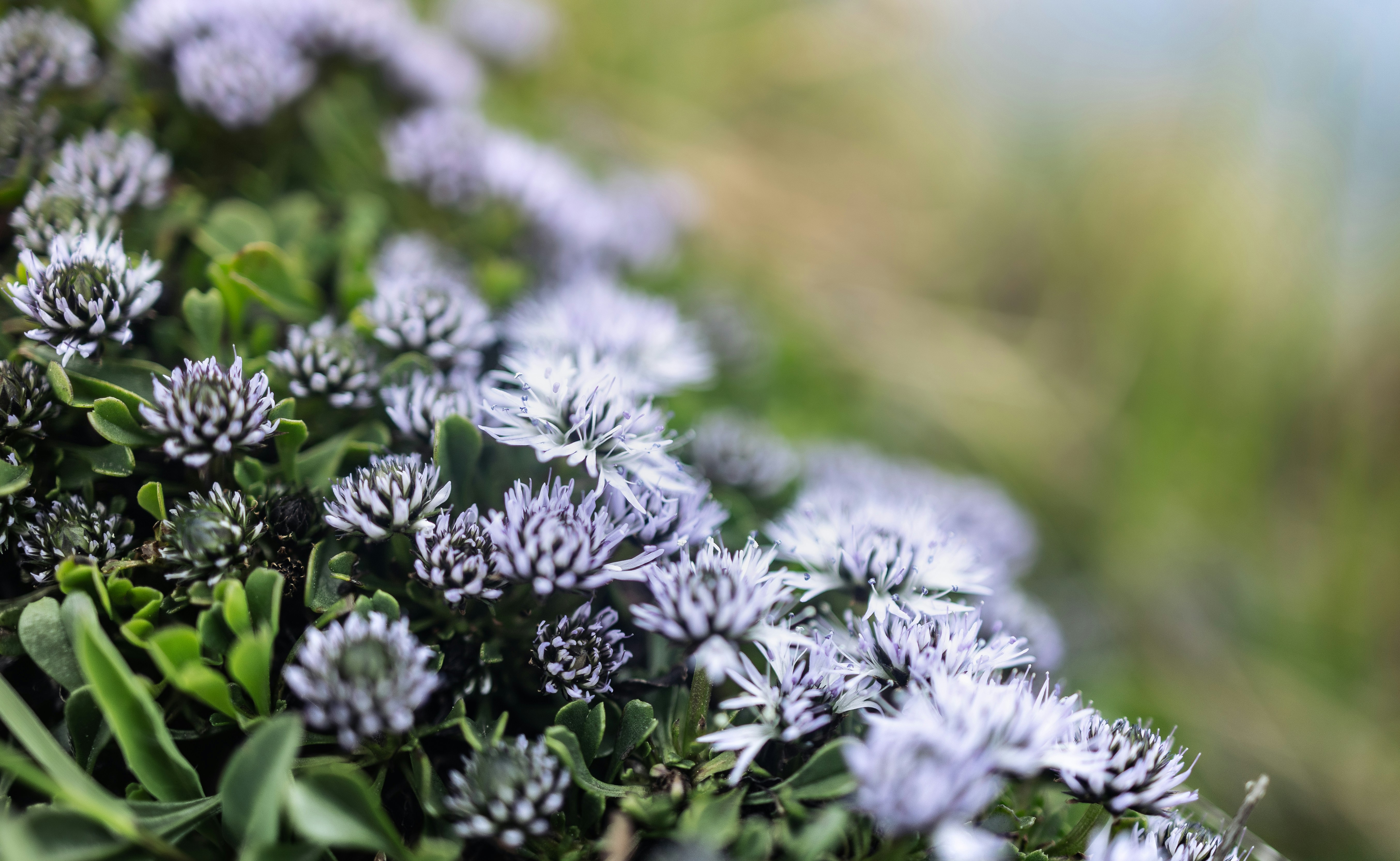 Bouquet of Silvered Buds: Soft Focus in a Quiet Garden