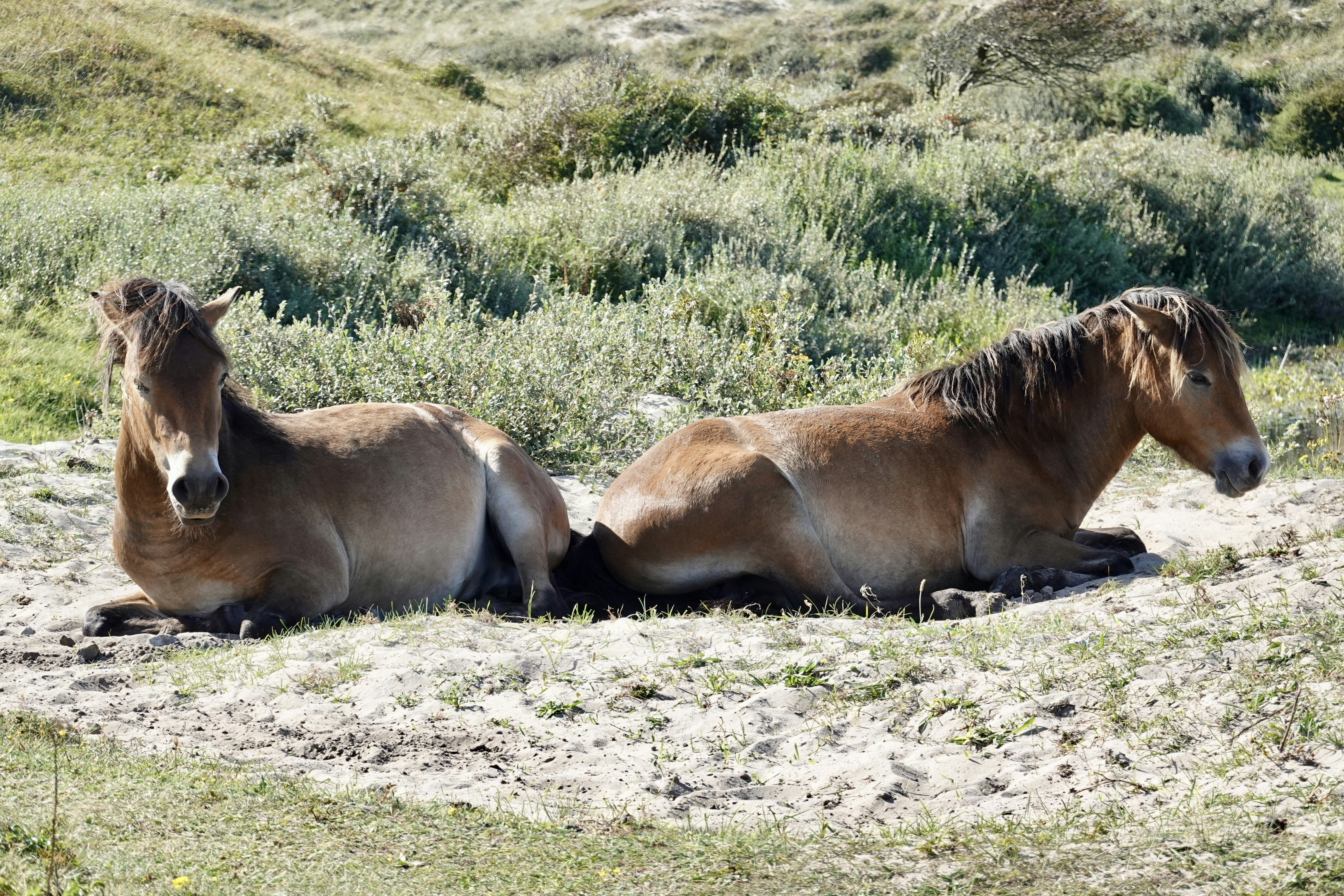 Two brown horses laying down in a field photo – Free Stallion Image on Unsplash