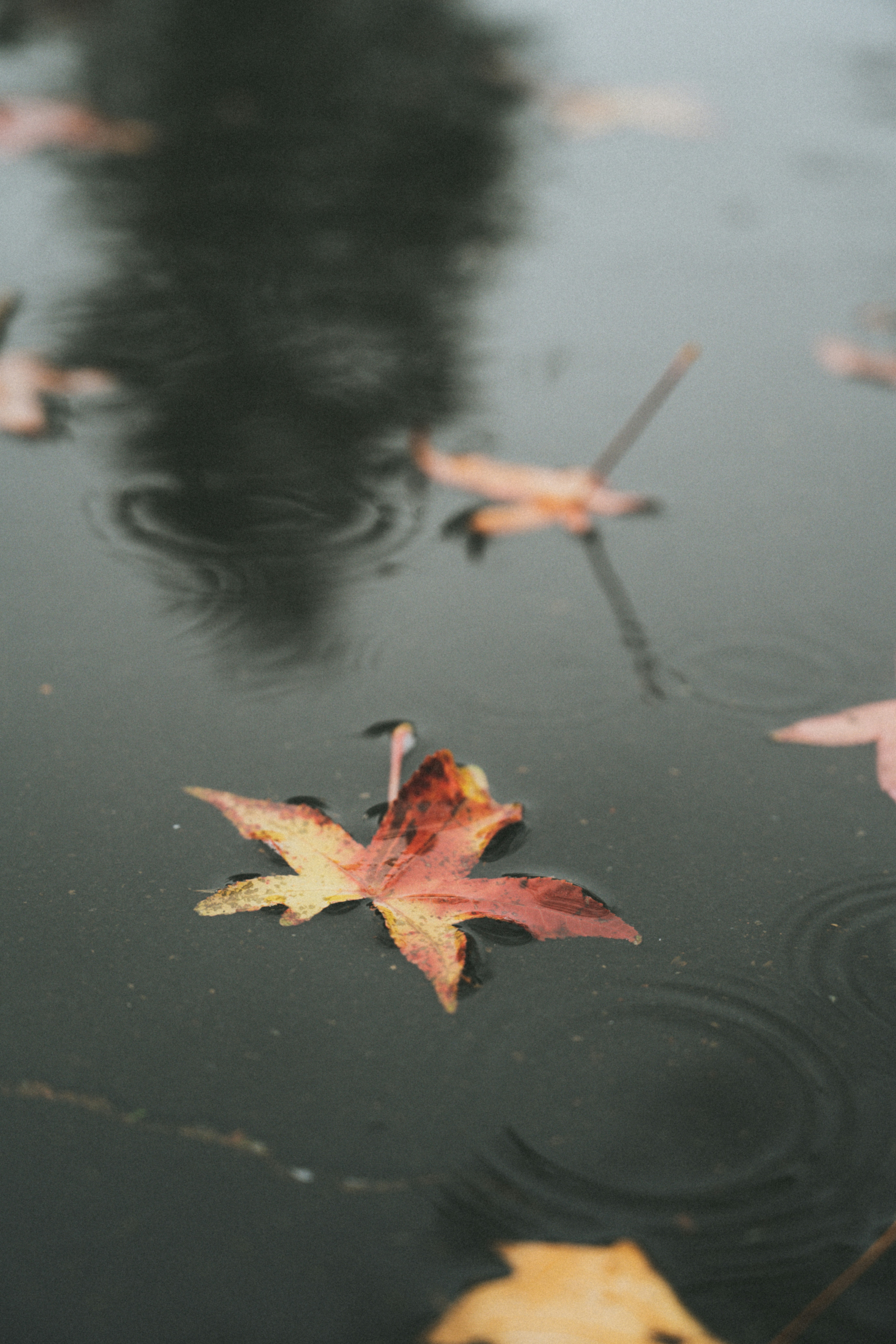 Photo by Faith Lehman with Nikon Z7