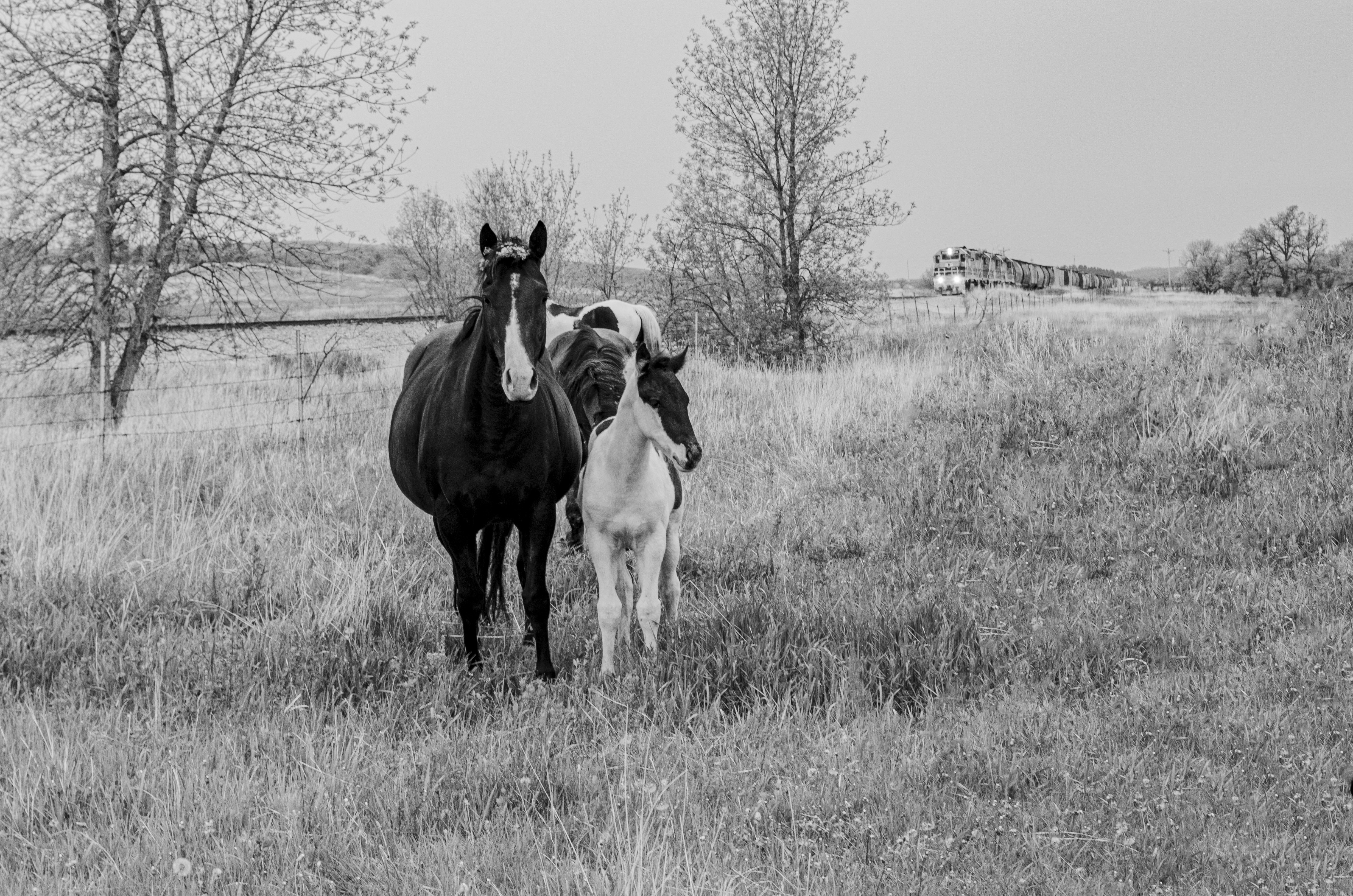 Equine Companionship in Monochrome Meadows