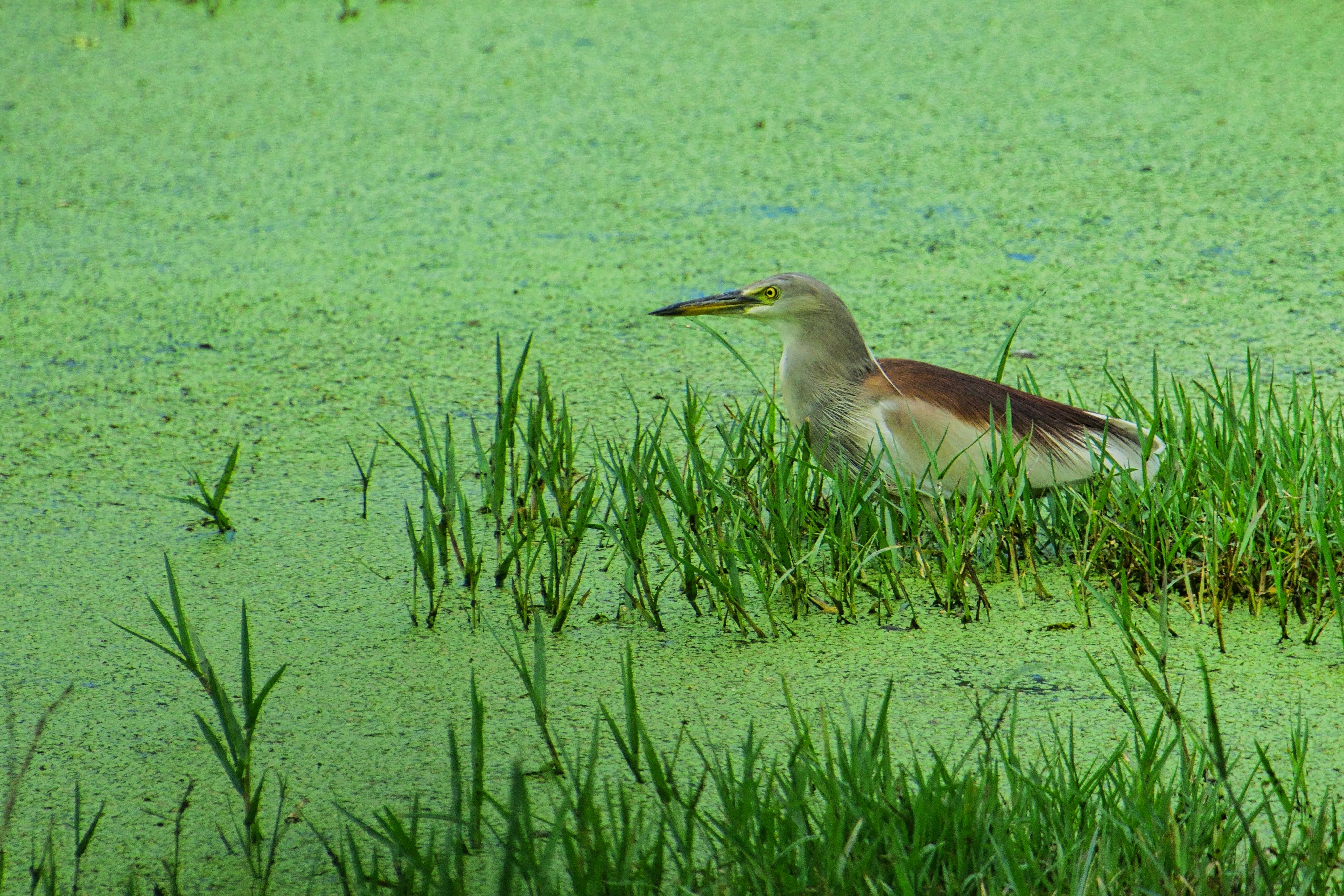 A bird is standing in a swampy area photo – Free Animal Image on Unsplash