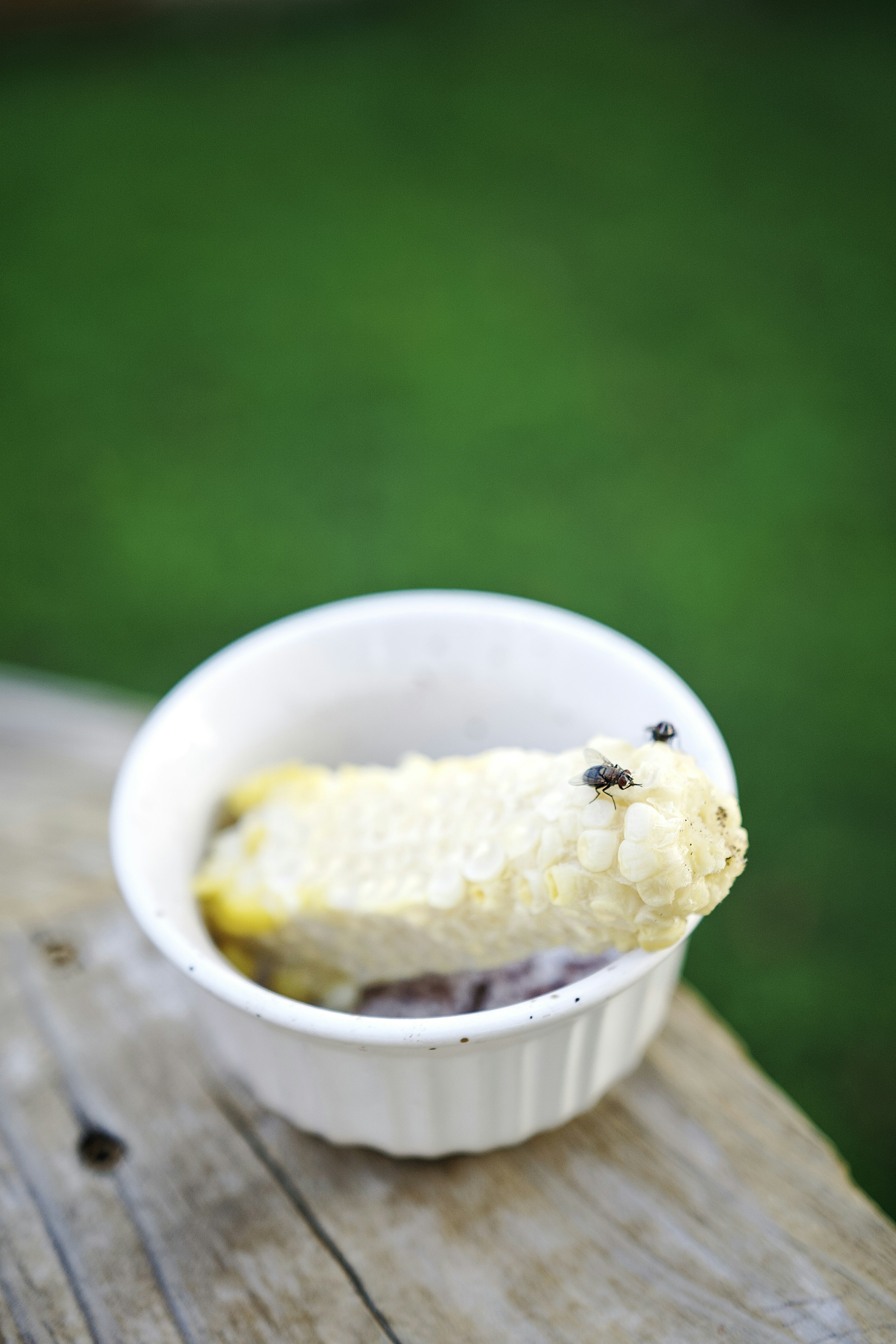 Two Flies on a Cob: Quiet Drama in a White Cup