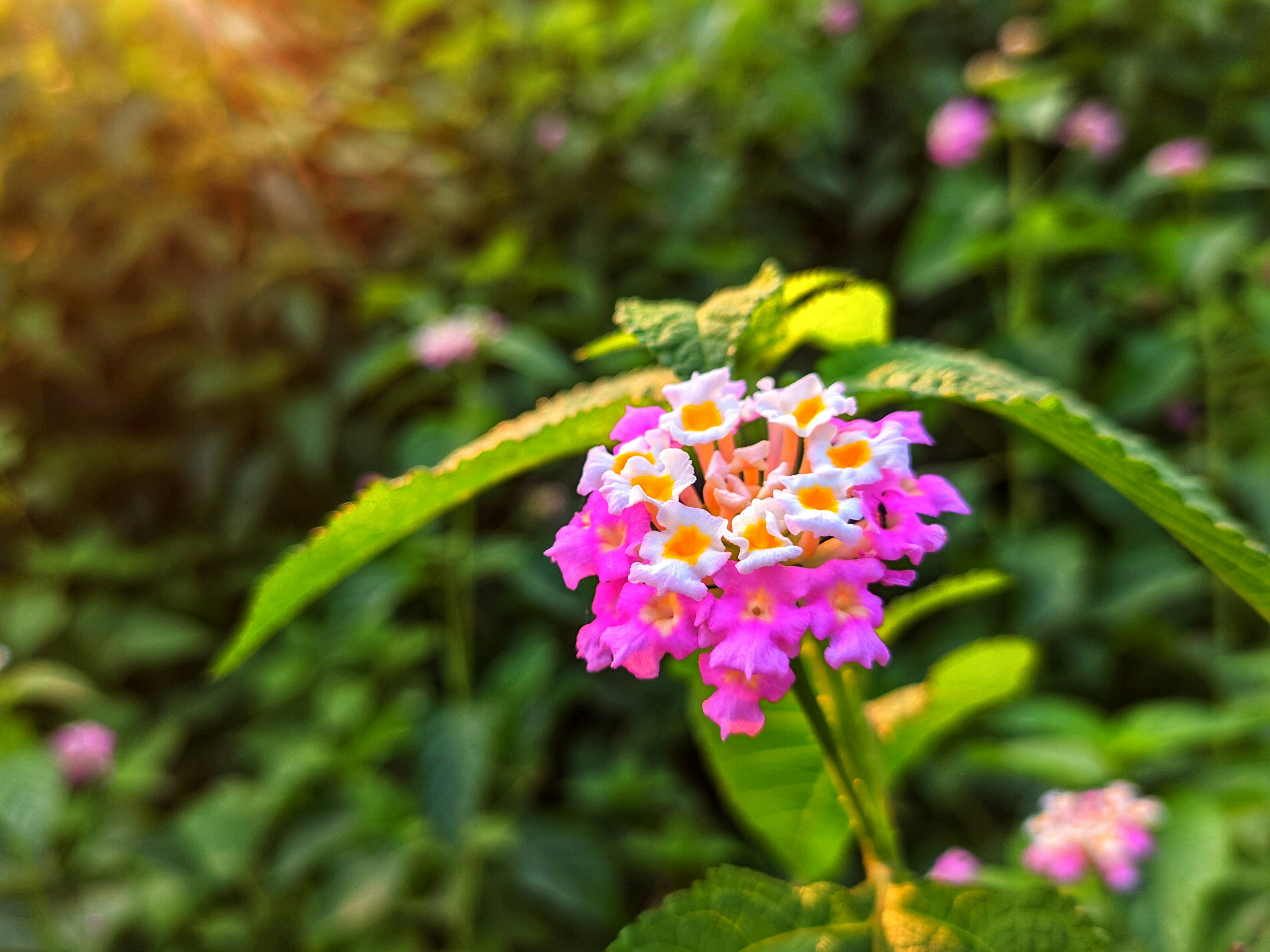 A close up of a pink flower with green leaves photo – Free Pakshi Image ...