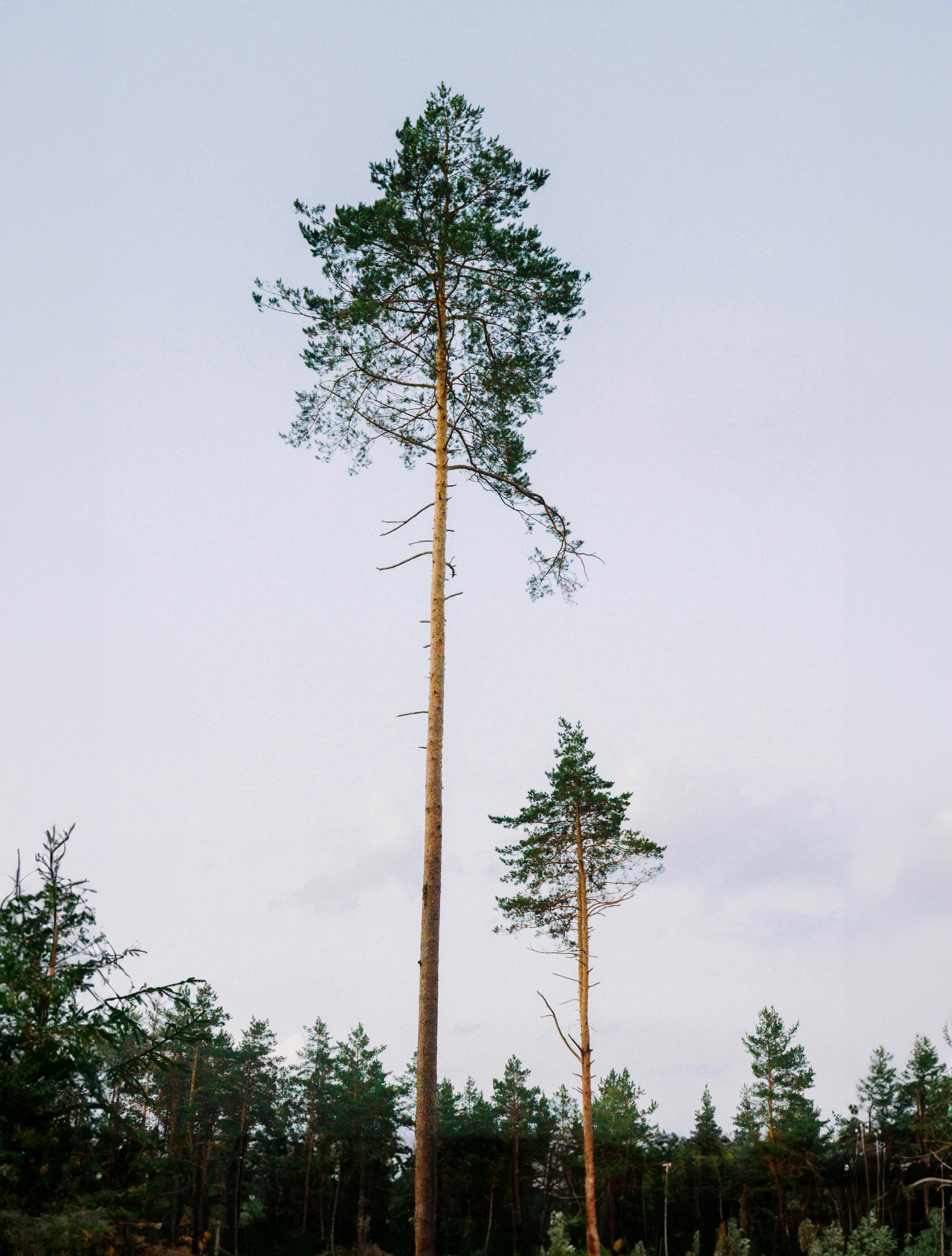A couple of tall trees standing next to each other photo – Free Belarus ...
