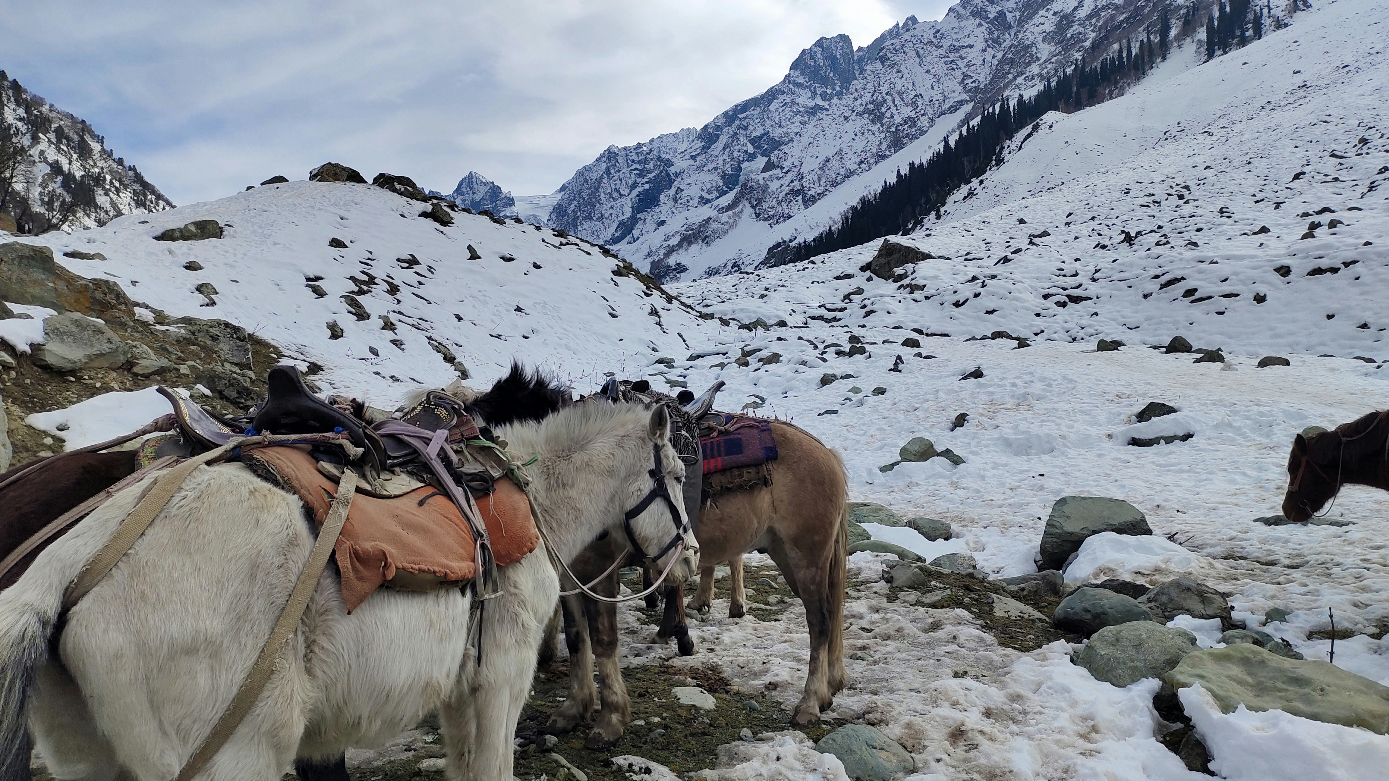 A group of horses standing on top of a snow covered slope photo – Free ...