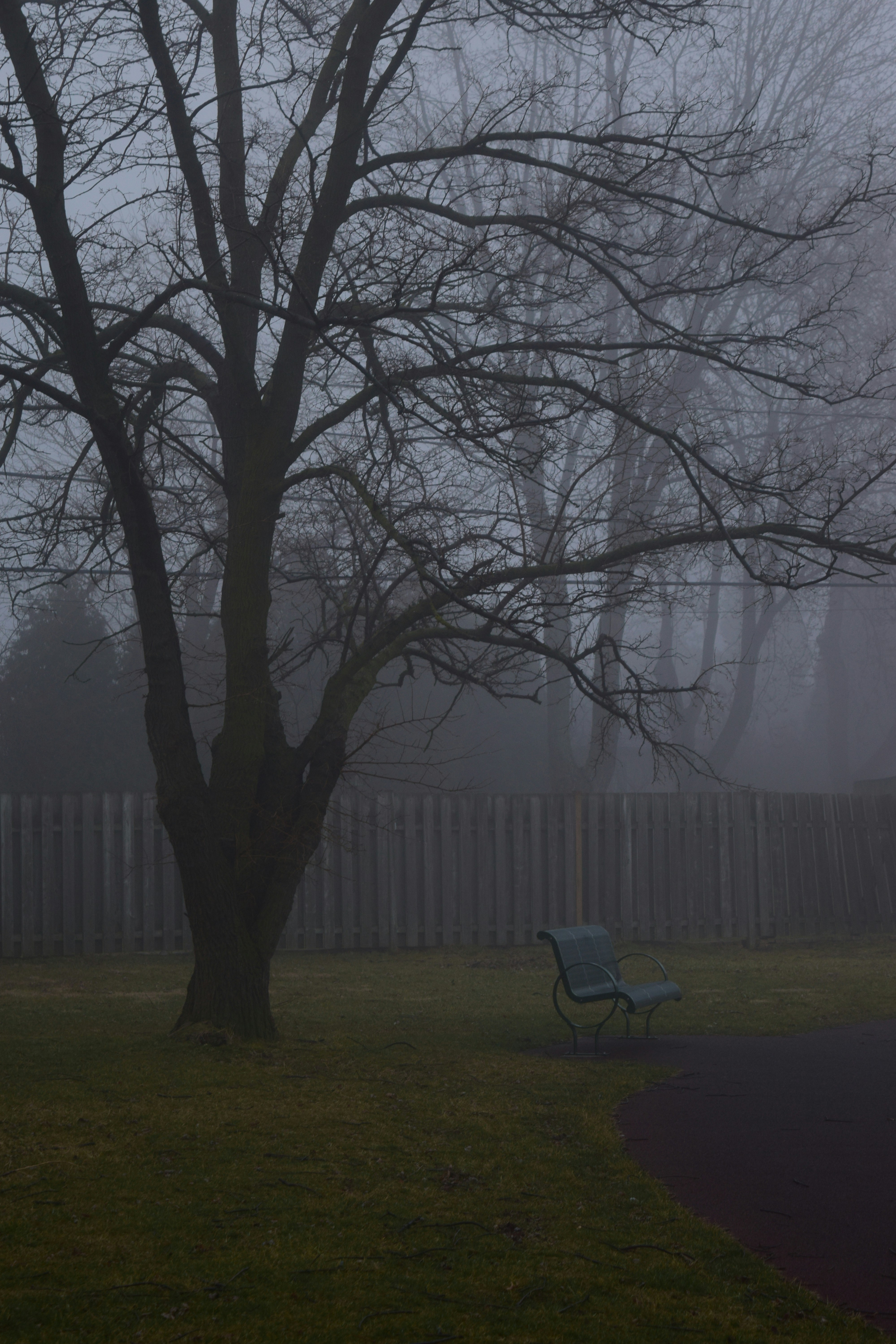 Mist-Laced Arbor: A solitary bench under a sprawling, bare-branched tree in a foggy park