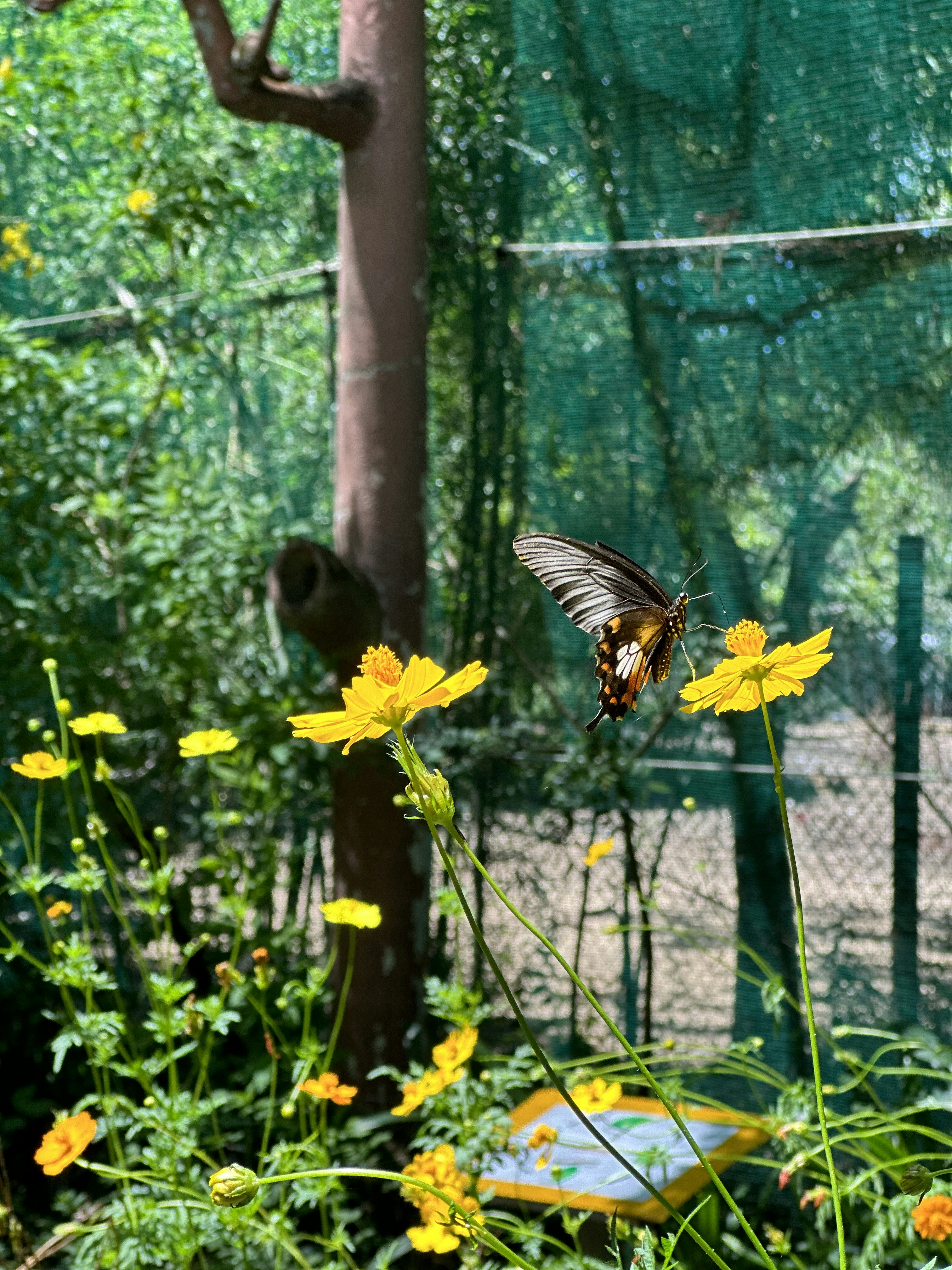 Butterfly Ballet in a Sunlit Garden