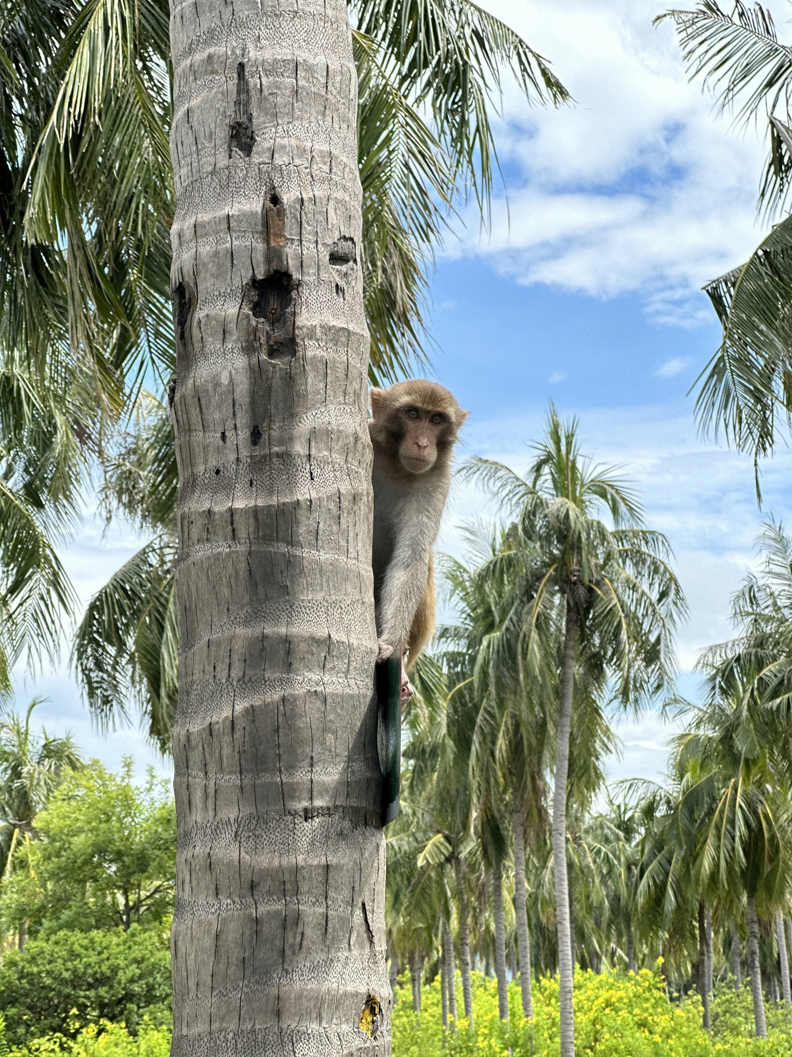 A monkey climbing up the side of a palm tree photo – Free Khánh hòa ...