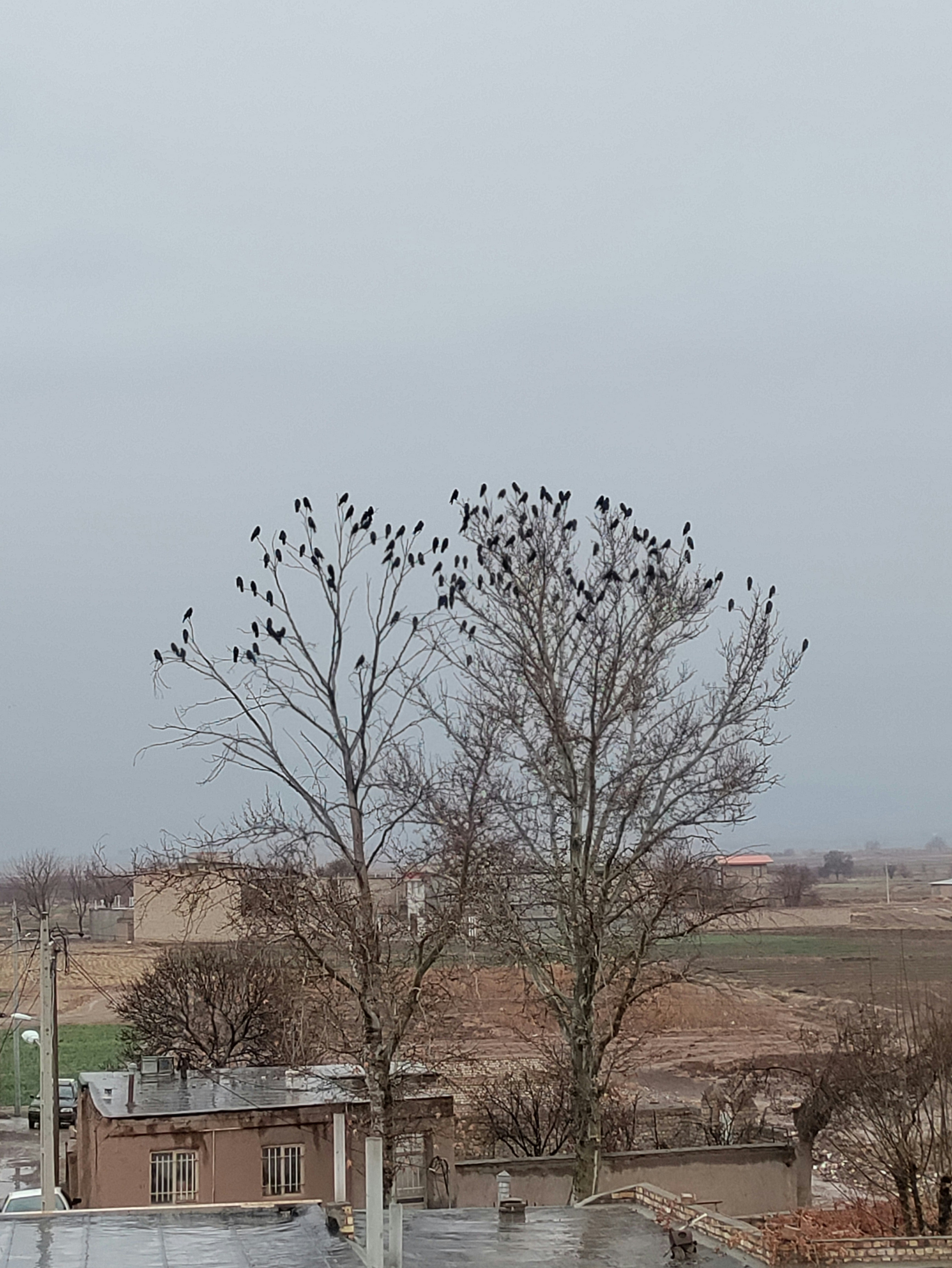 A flock of birds perched atop leafless trees against a cloudy sky in a rural landscape.