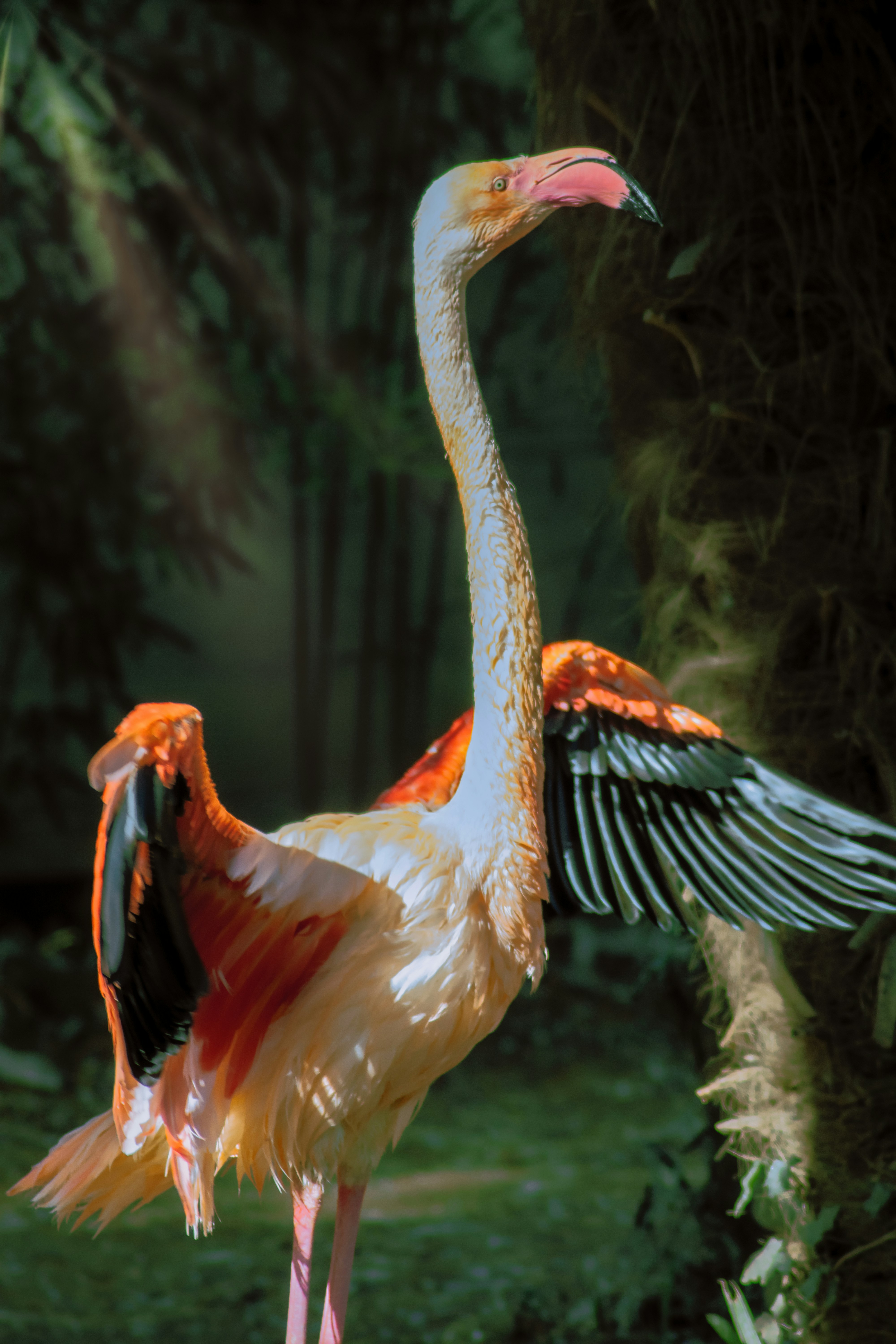 Winged Spotlight: Flamingo Unfurls Across a Shadowed Glade
