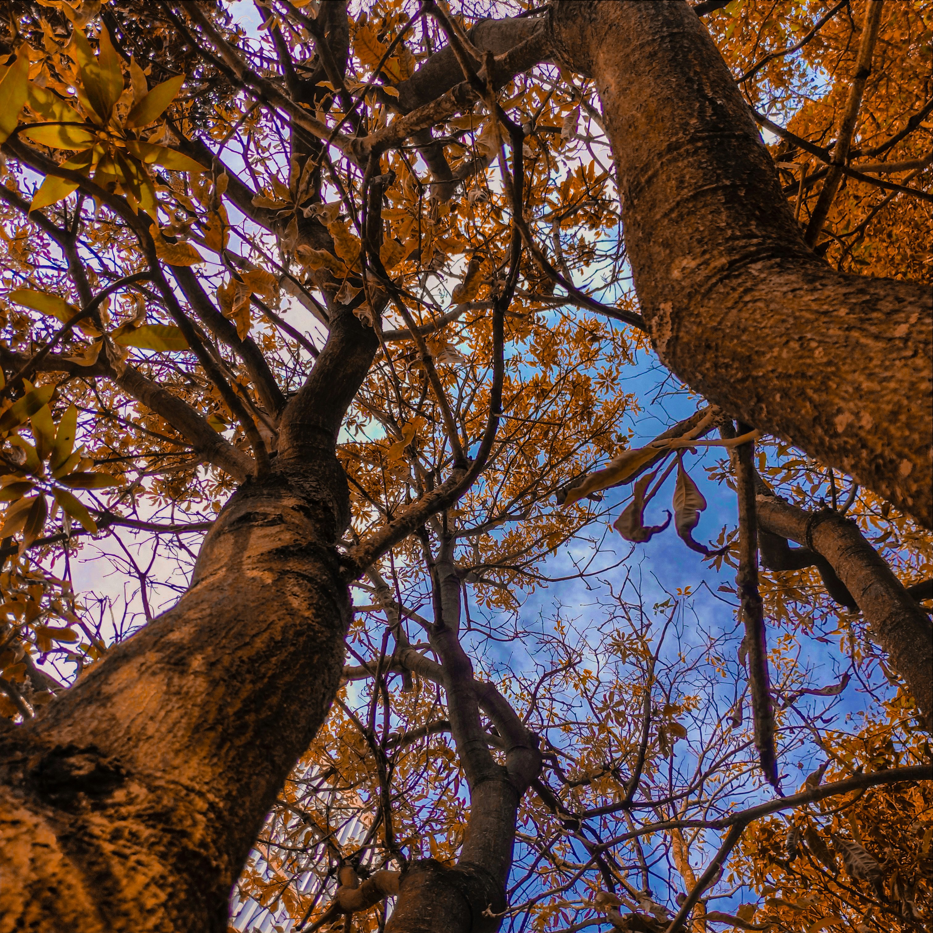 Captured from below, this photograph features a towering tree with its outstretched branches reaching for the sky. The intricate patterns of the bark on a section of the trunk are showcased, revealing the tree's age and resilience. The leaves, adorned with hues of autumn, create a stunning contrast against the clear blue sky, evoking a sense of seasonal transition and natural beauty.