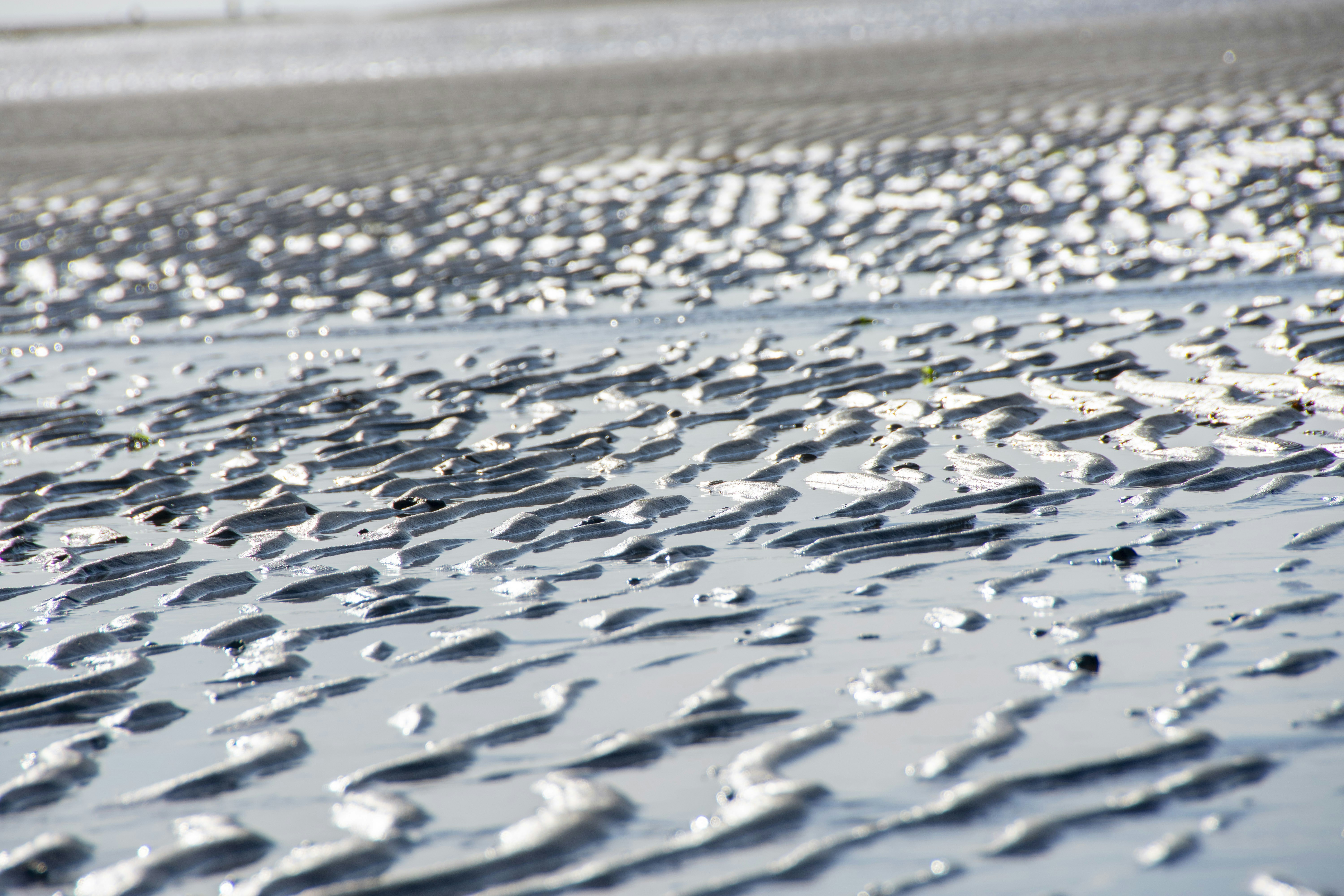 Whispers of the Tides at Zeeland