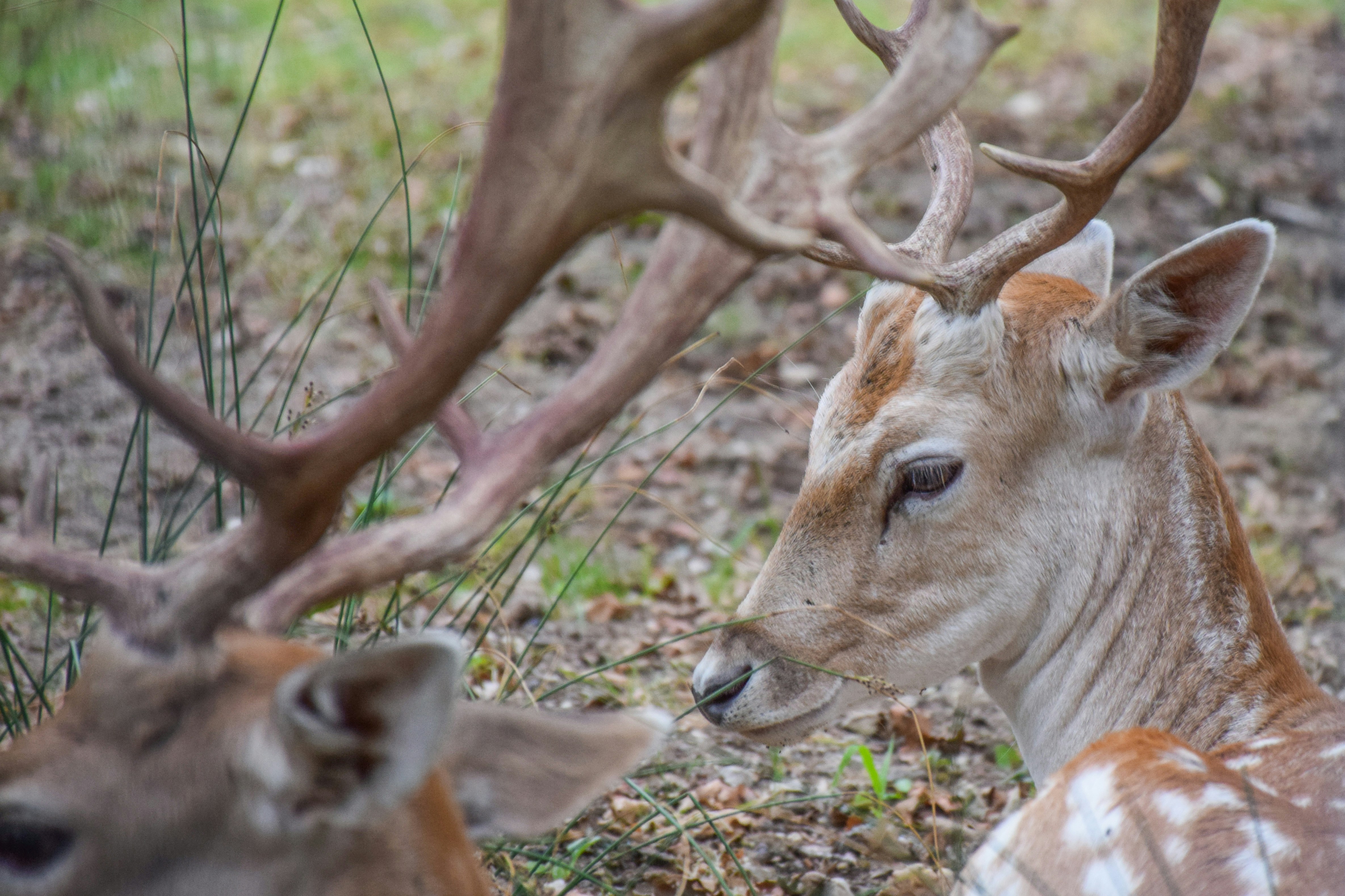 Velvet Antlers in Quiet Light: A Woodland Pause