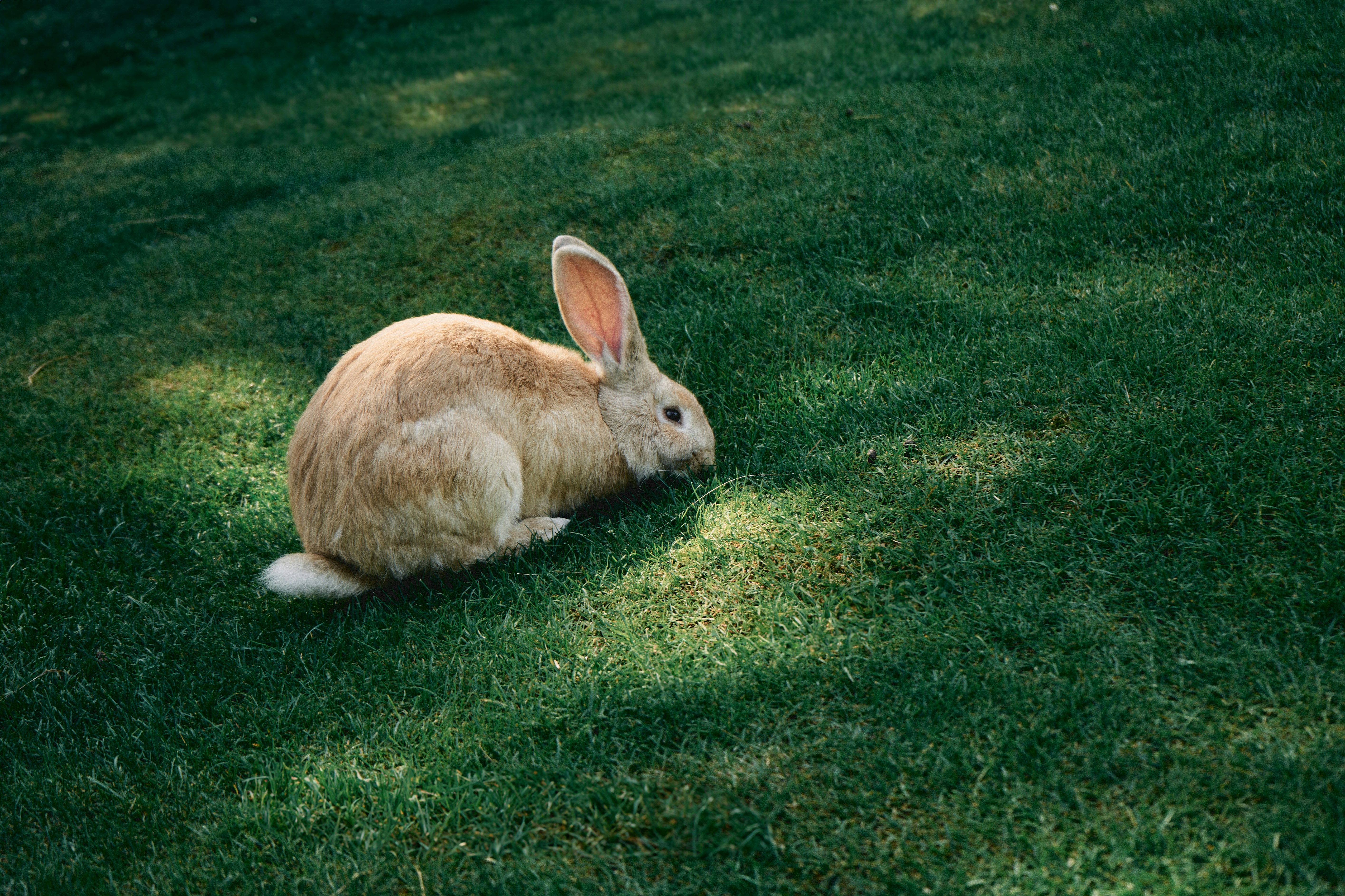 Dappled Stillness: Rabbit Grazes on Sunlit Grass