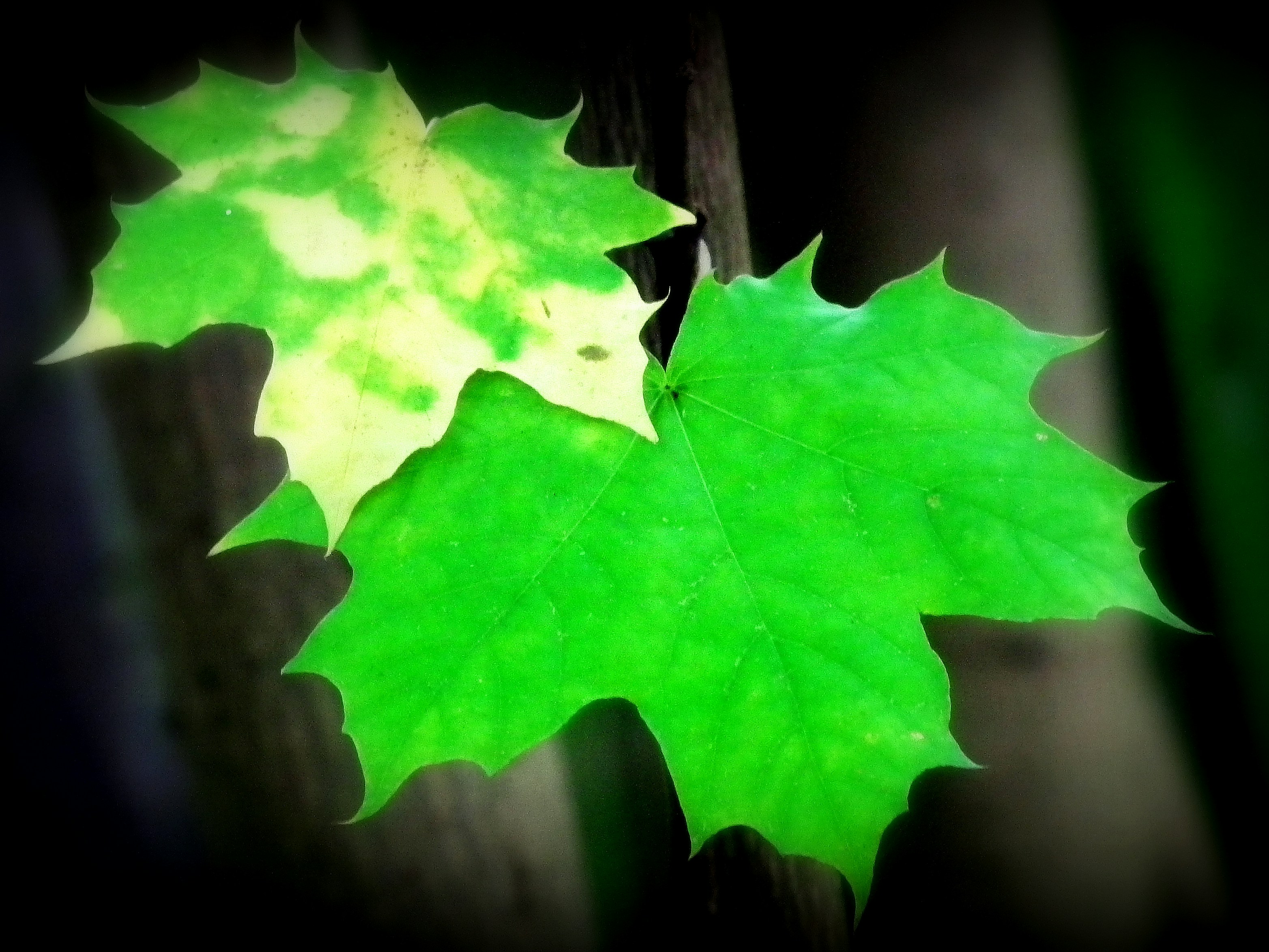 Photo by fred tromp with Fujifilm FinePix HS10