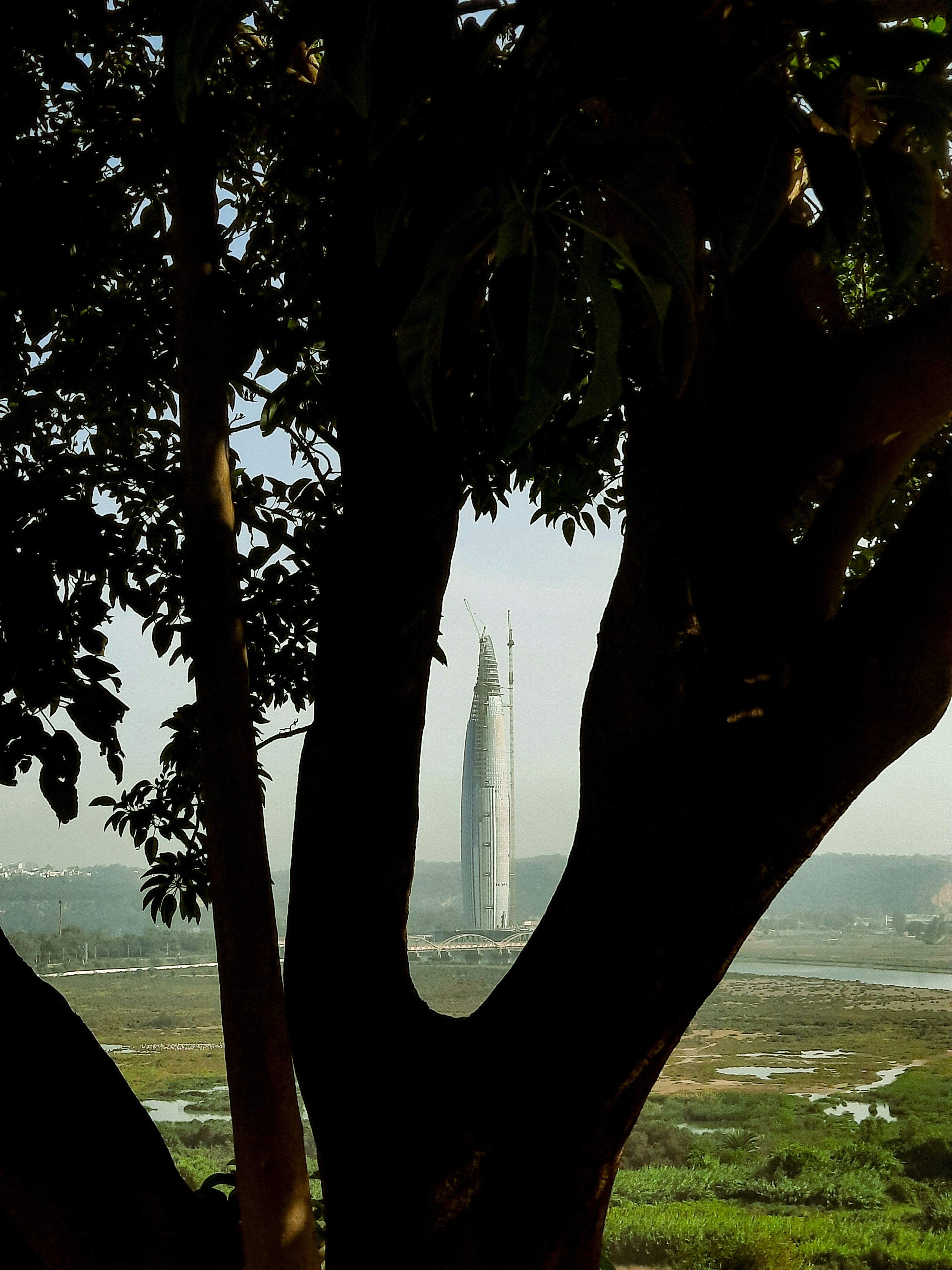 Tower in the Canopy: A City Spire Framed by Shadowed Branches
