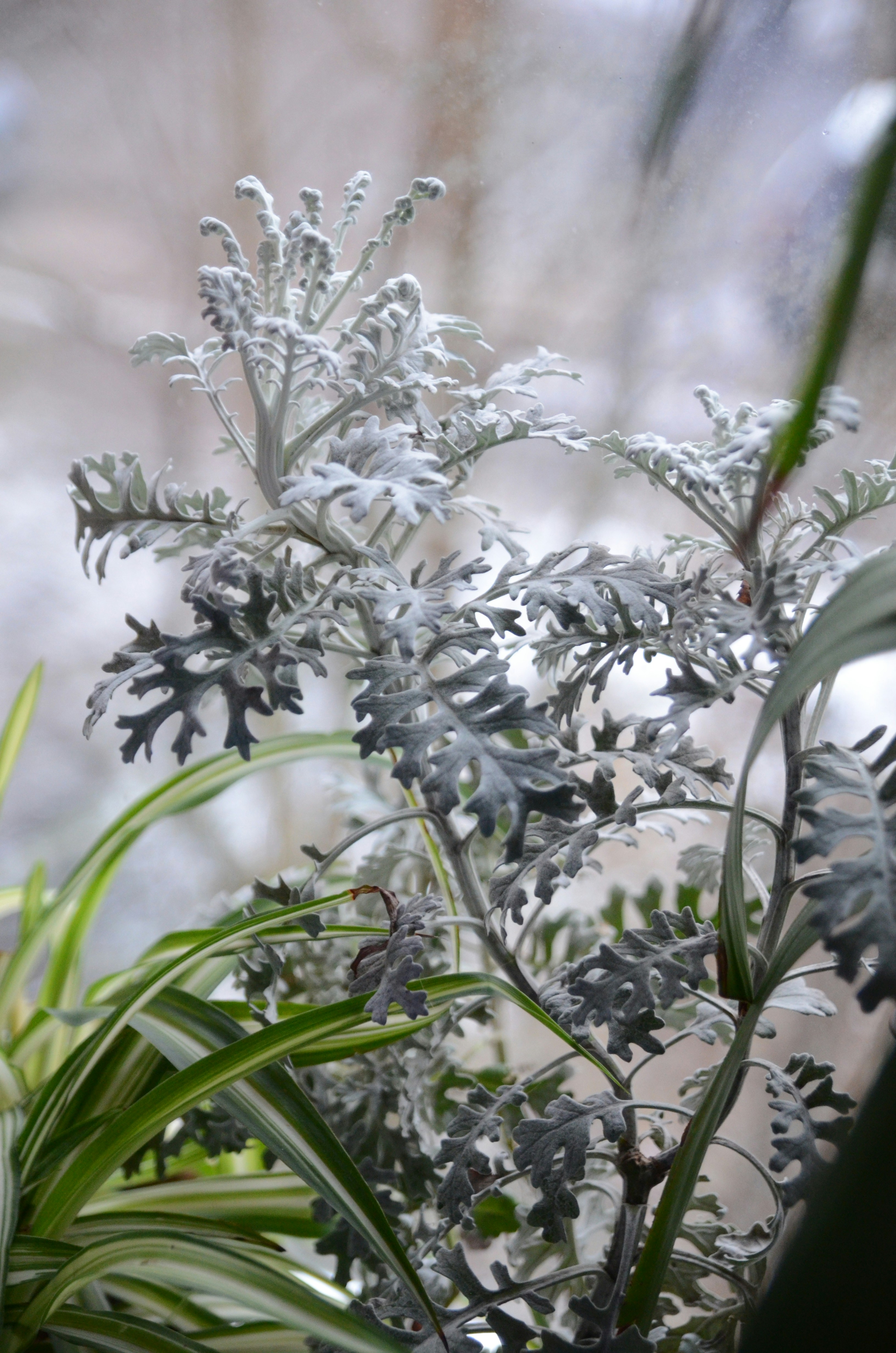 Frost-etched Foliage in Winter's Soft Focus