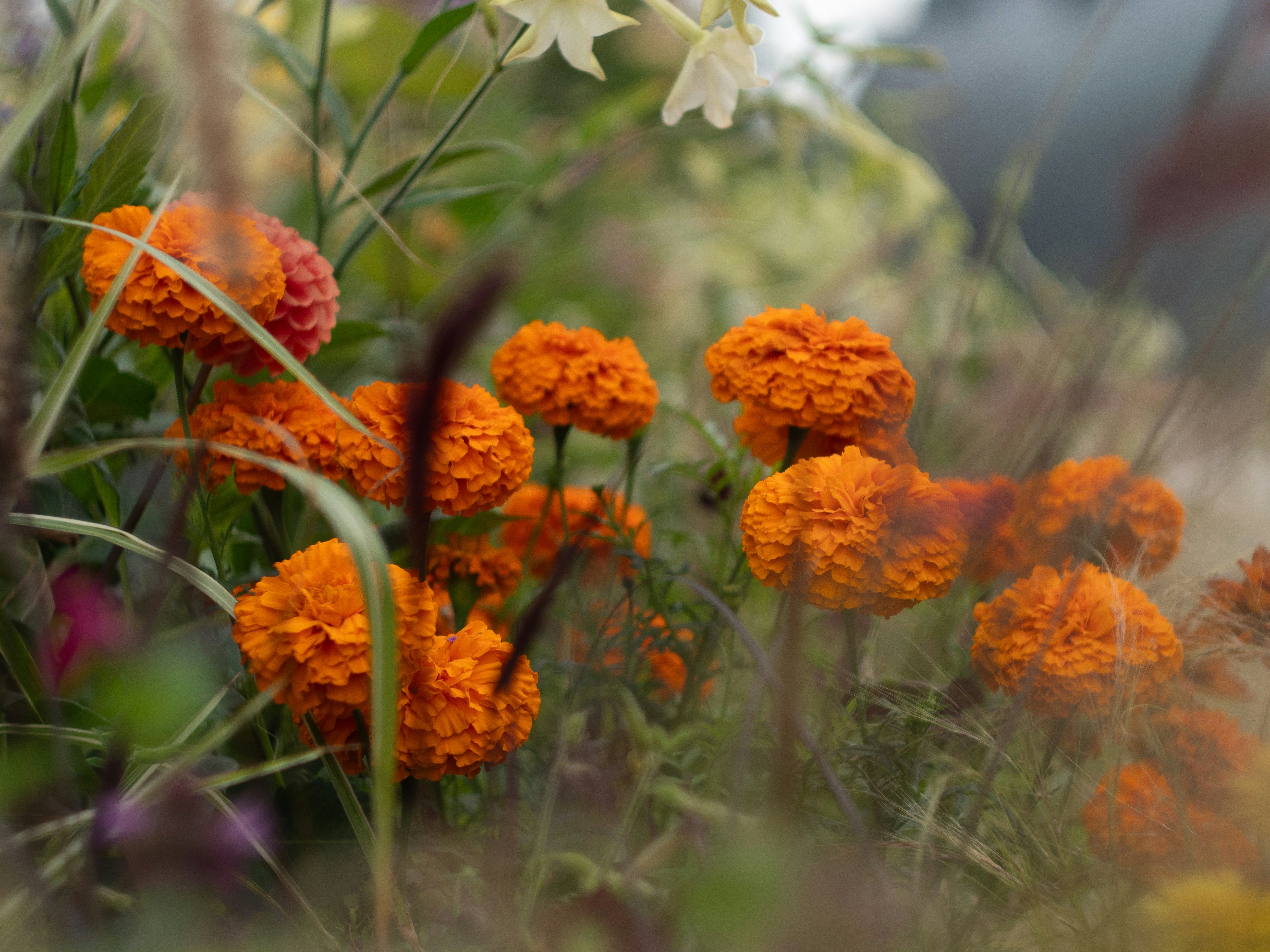 Amber marigolds bloom through a hazy garden veil