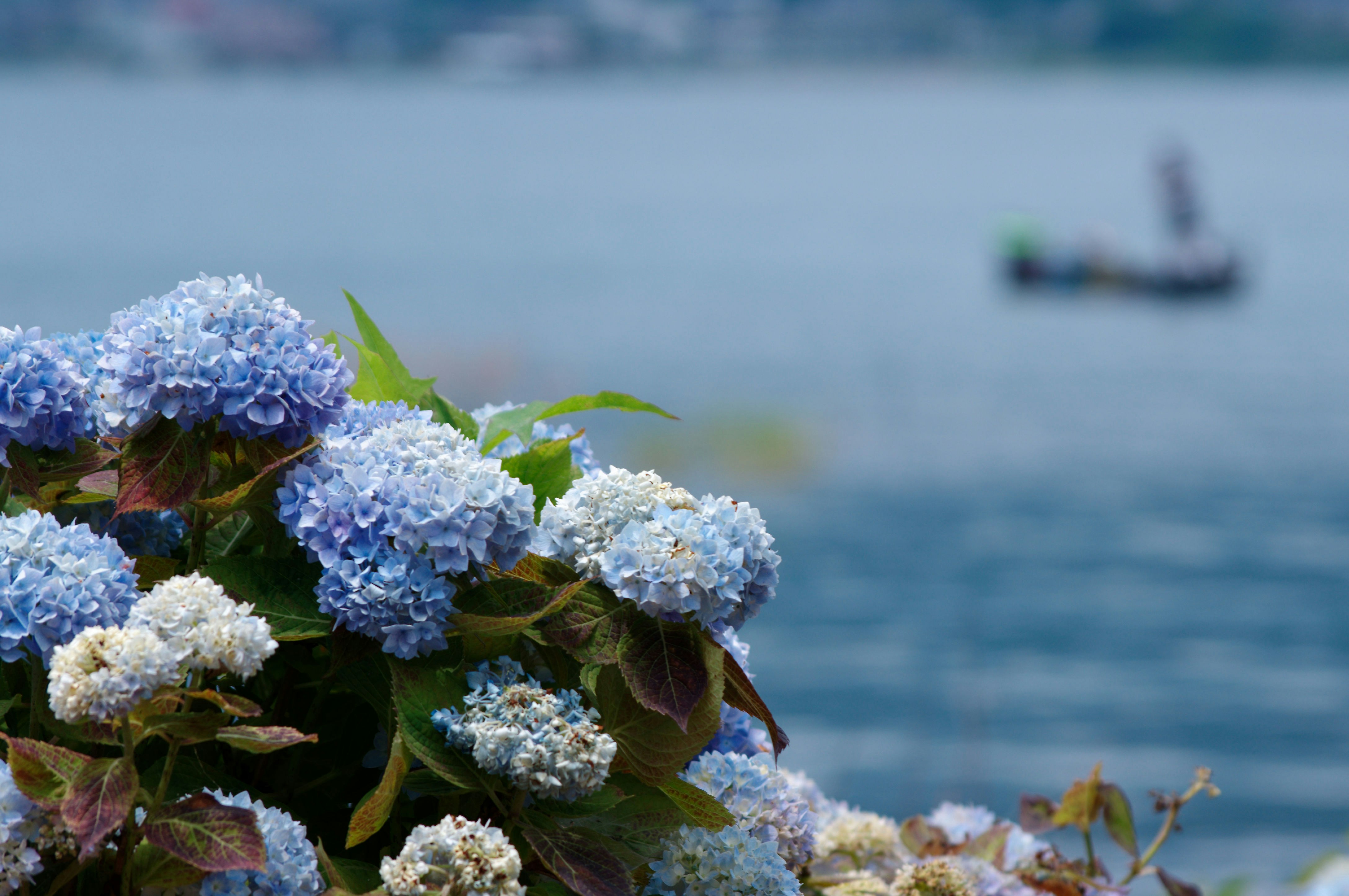 Azure Hydrangea in Focus, Lake and Distant Boat