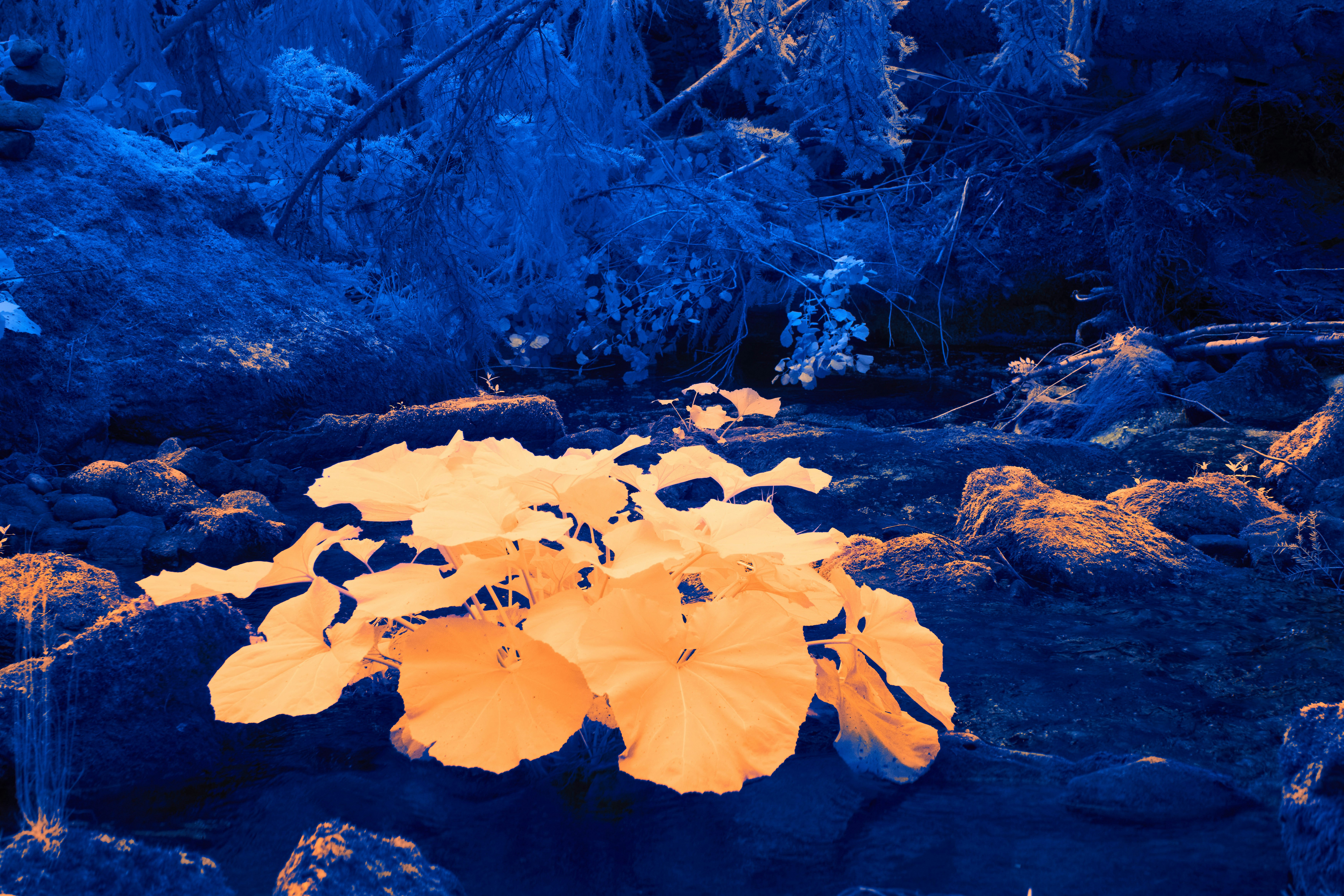 Amber Leaves Glow Along a Blue-Tinted Stream