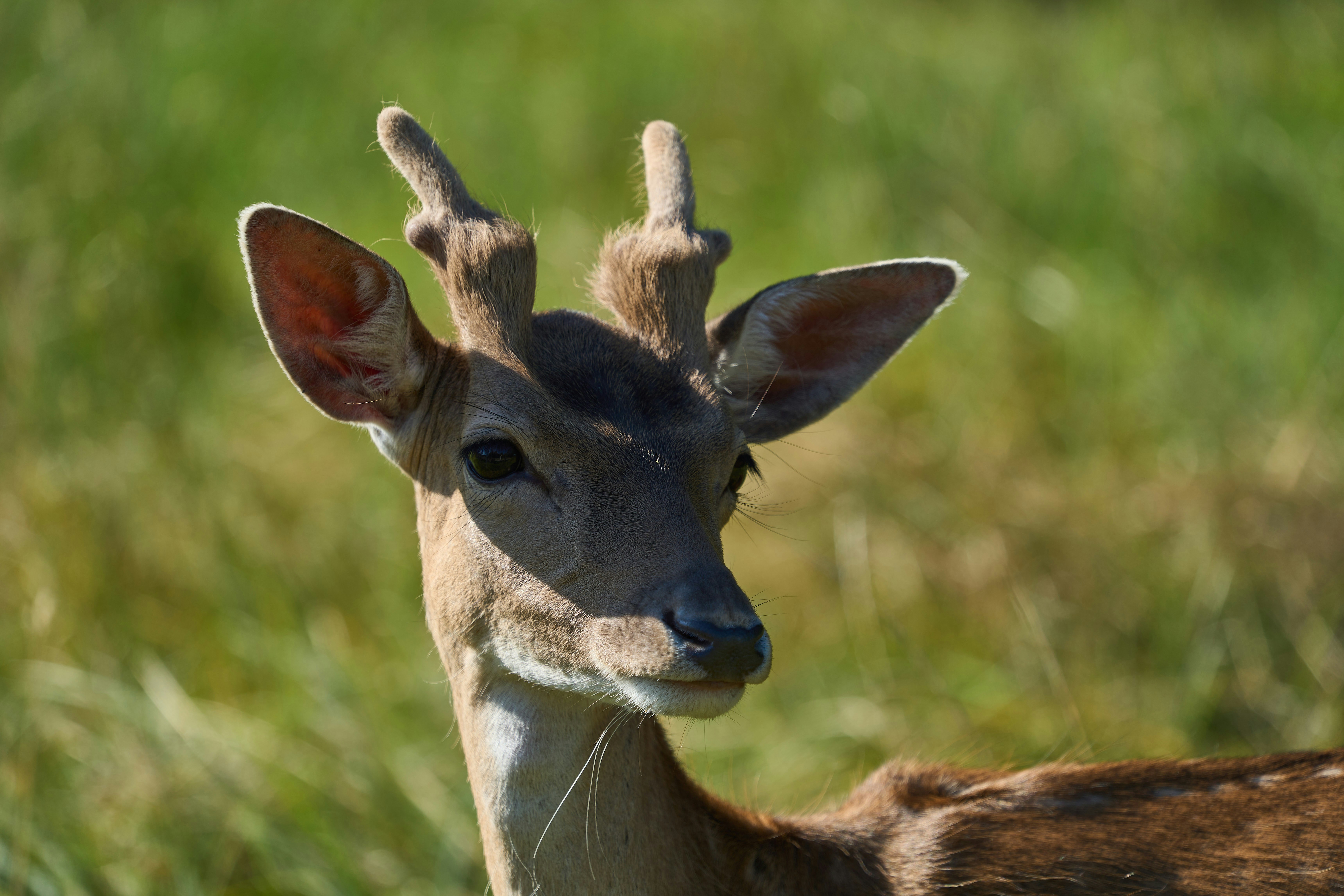 A small deer standing in a grassy field photo – Free Animal Image on ...