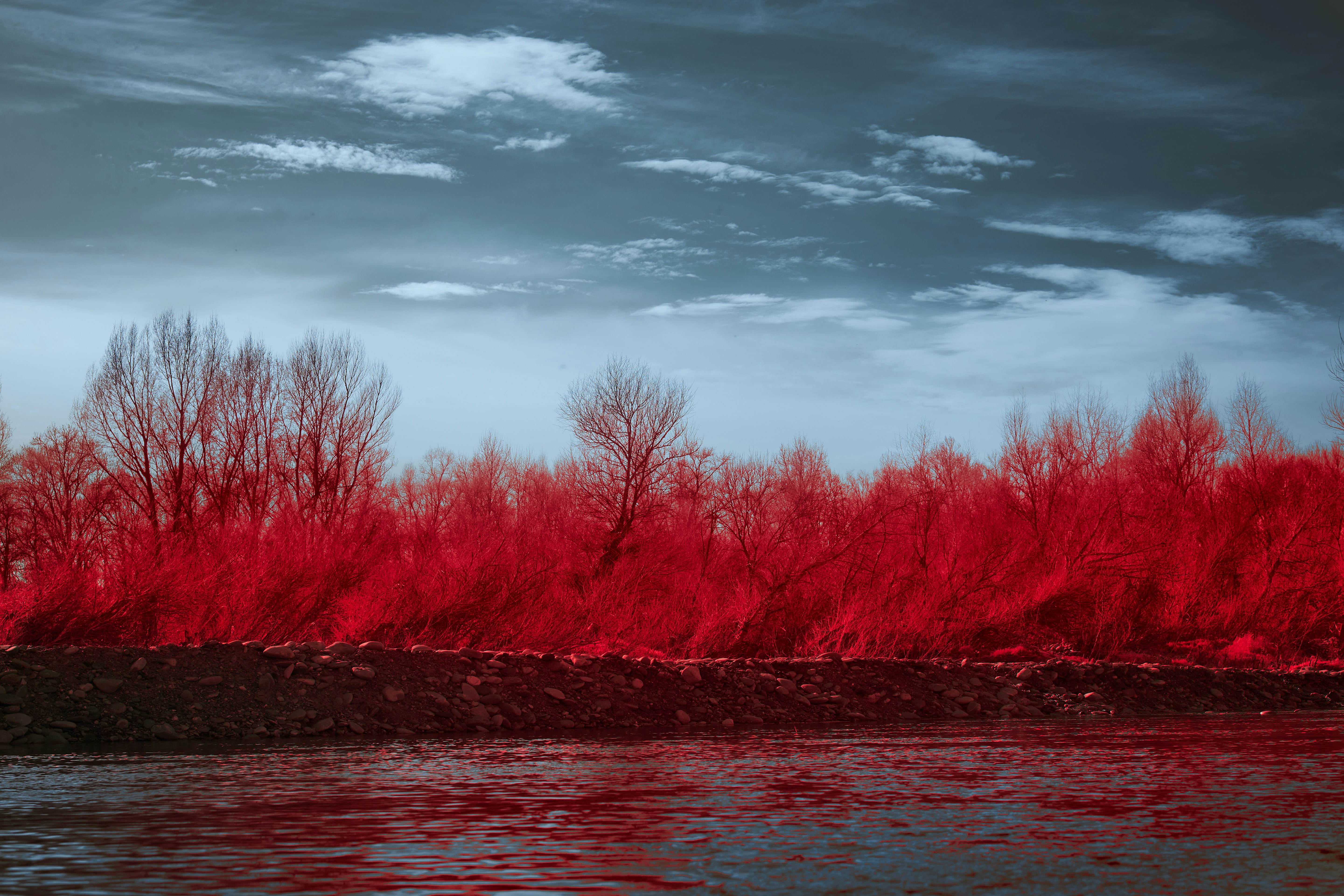 A red tree line next to a body of water photo – Free Nature Image on ...
