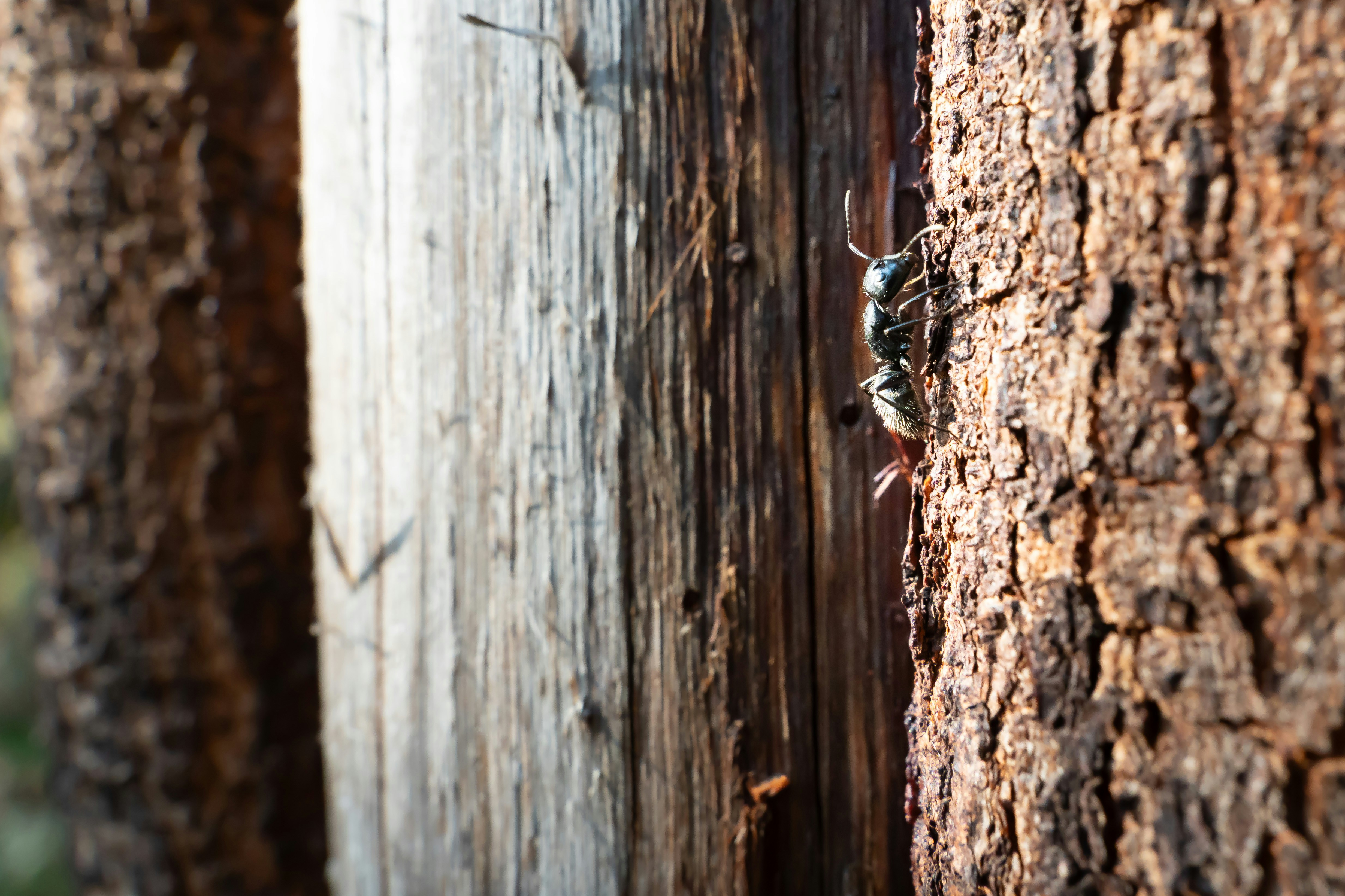An ant crawling up a tree trunk.