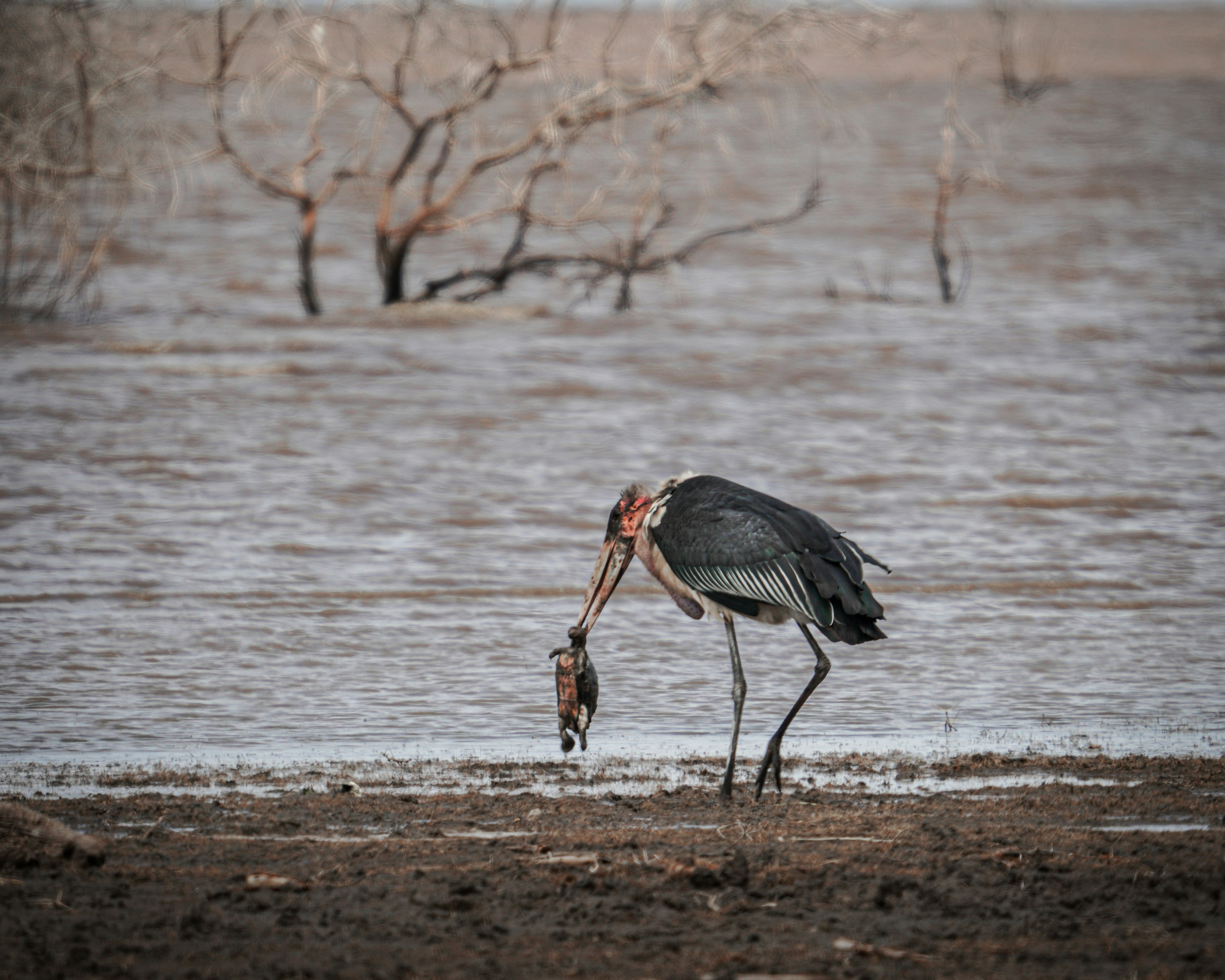 Marshline Catch: Heron With Trophy in Quiet Wetland