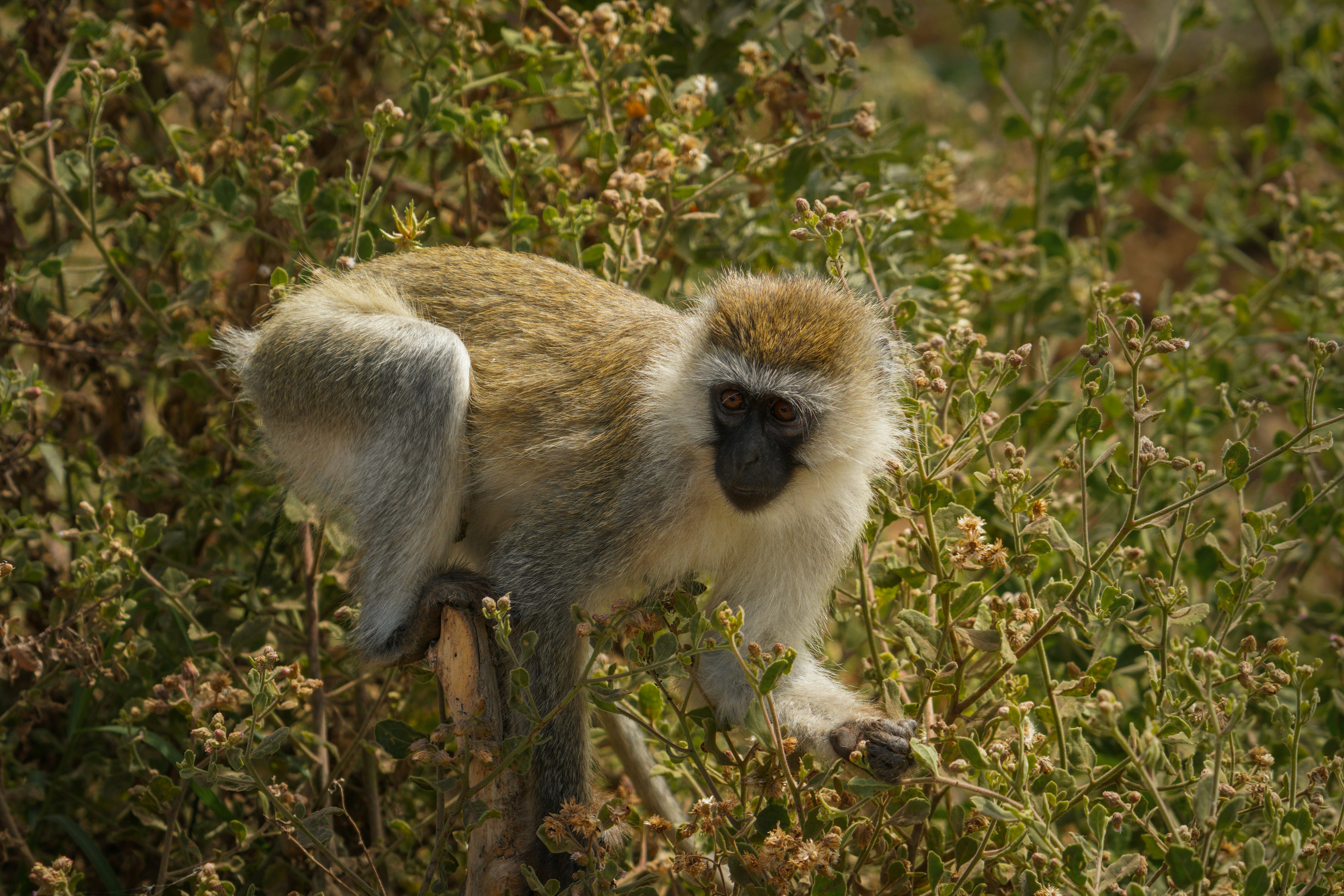 A monkey is walking through a bushy area photo – Free Animal Image on ...