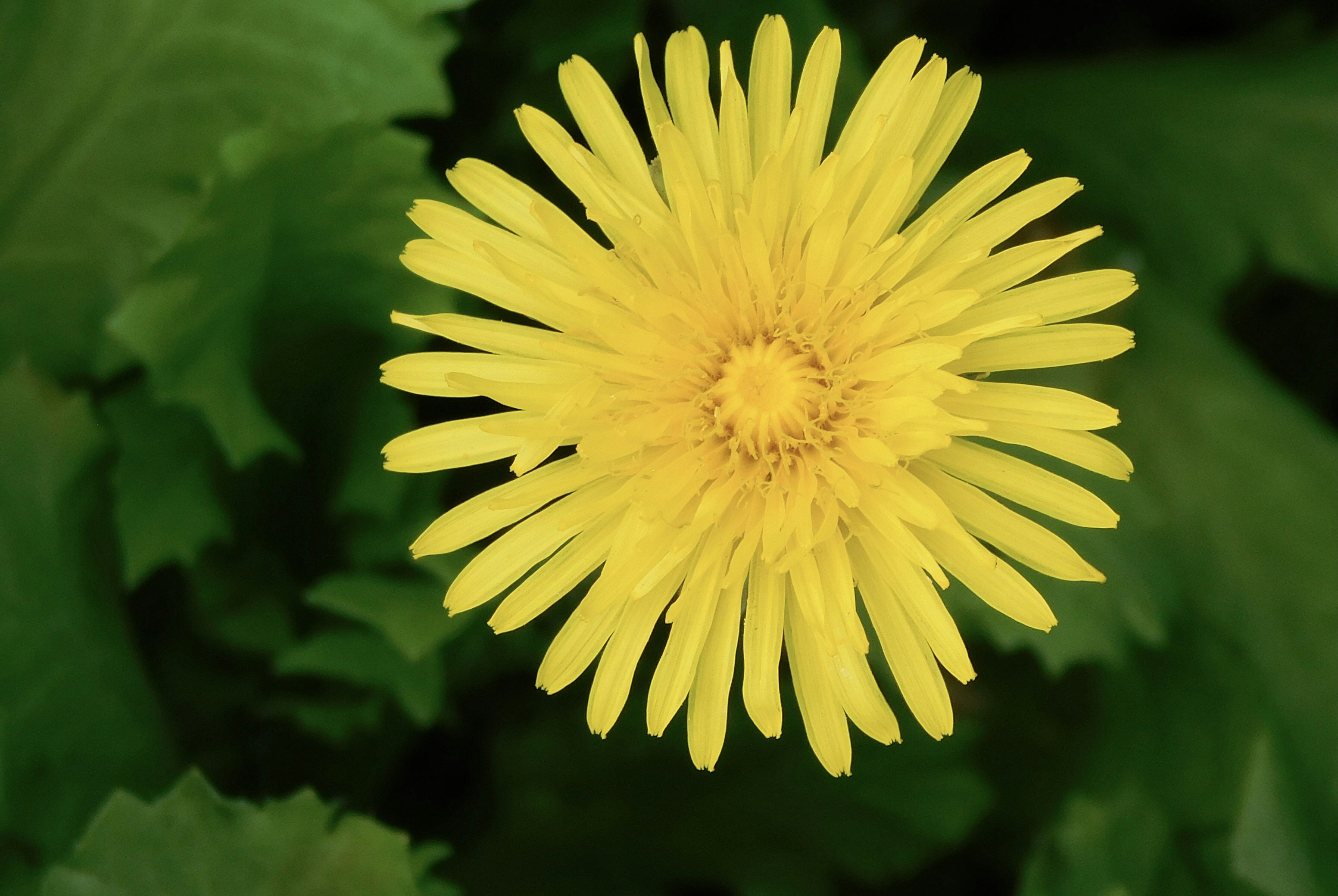 Close-up photograph of a vivid yellow bloom with slender petals radiating from a warm center, set against dark green leaves.