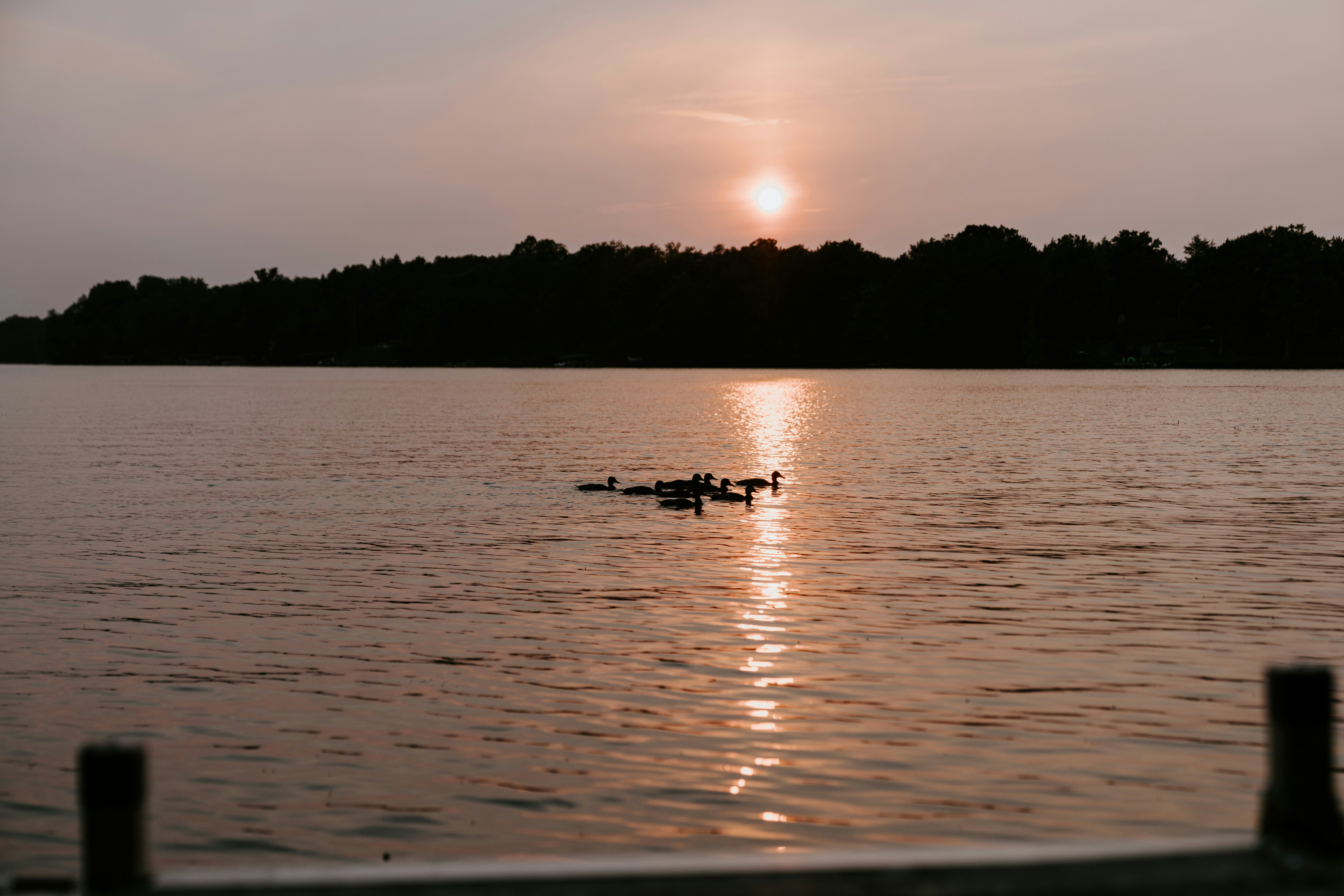 Dusk on the Quiet Lake: Ducks Gliding Through a Golden Mirror