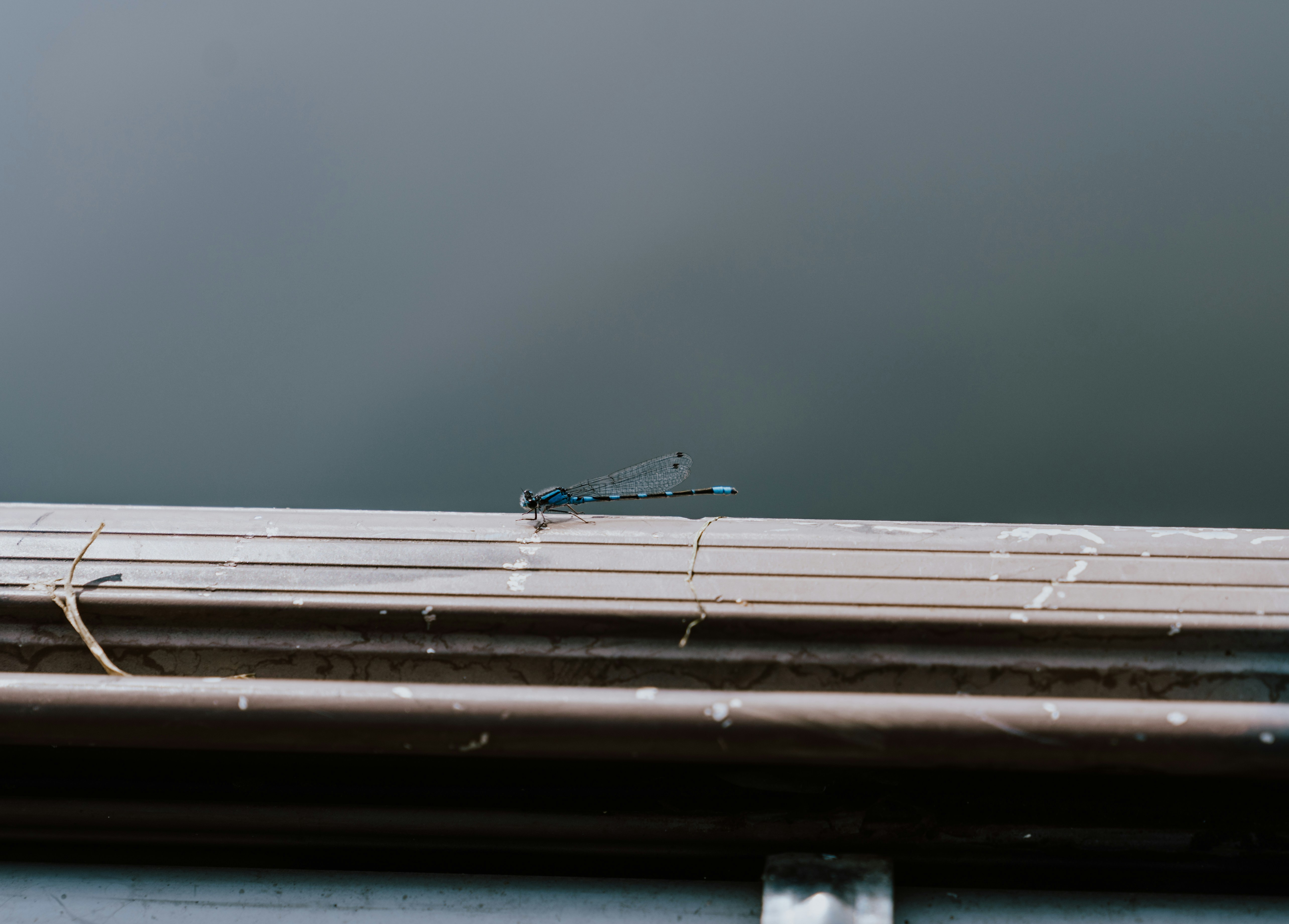 Blue Damselfly Perched on a Weathered Dock Rail by Quiet Water