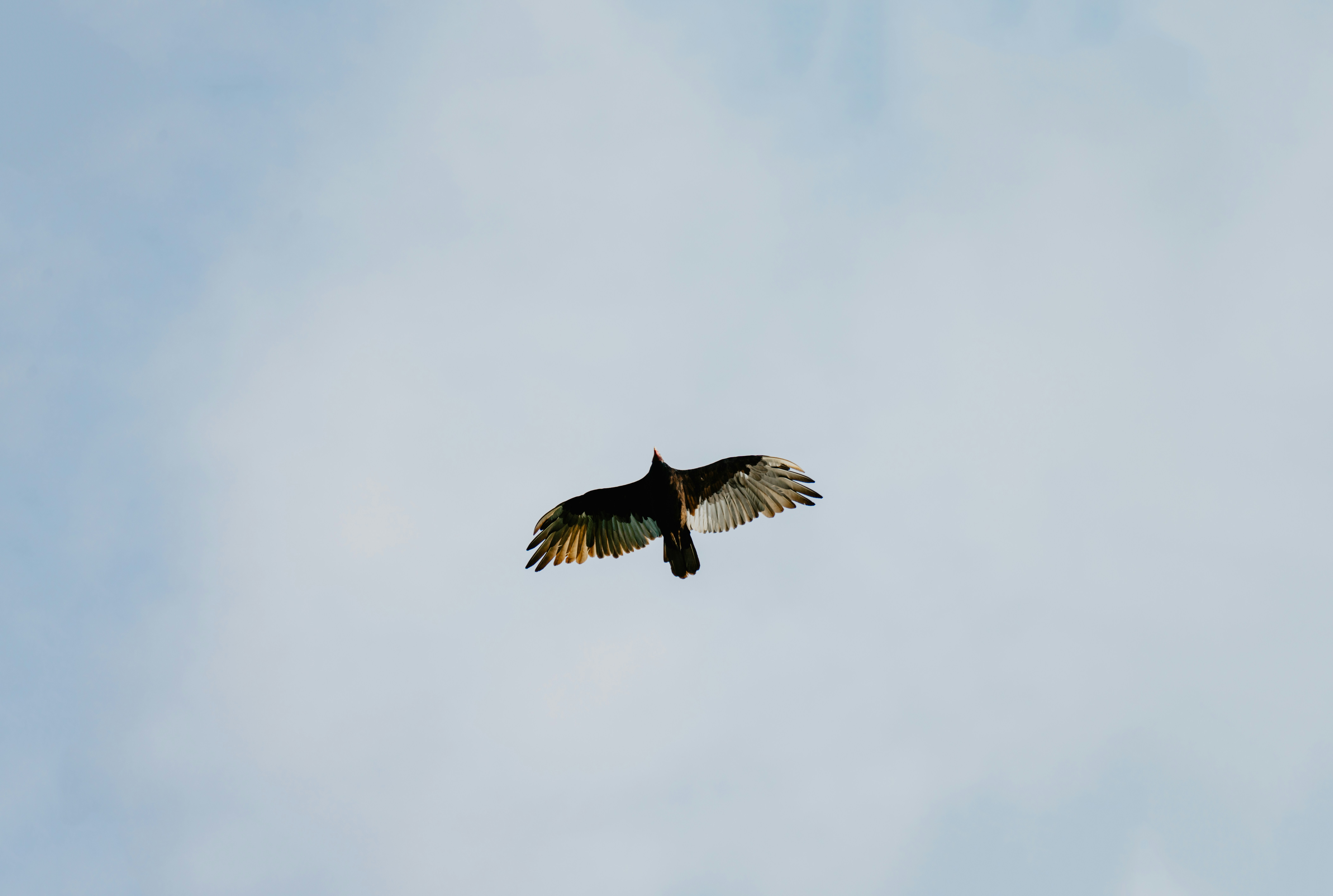 Raptor in the Blue: A Solo Wingspan Against a Pale Sky