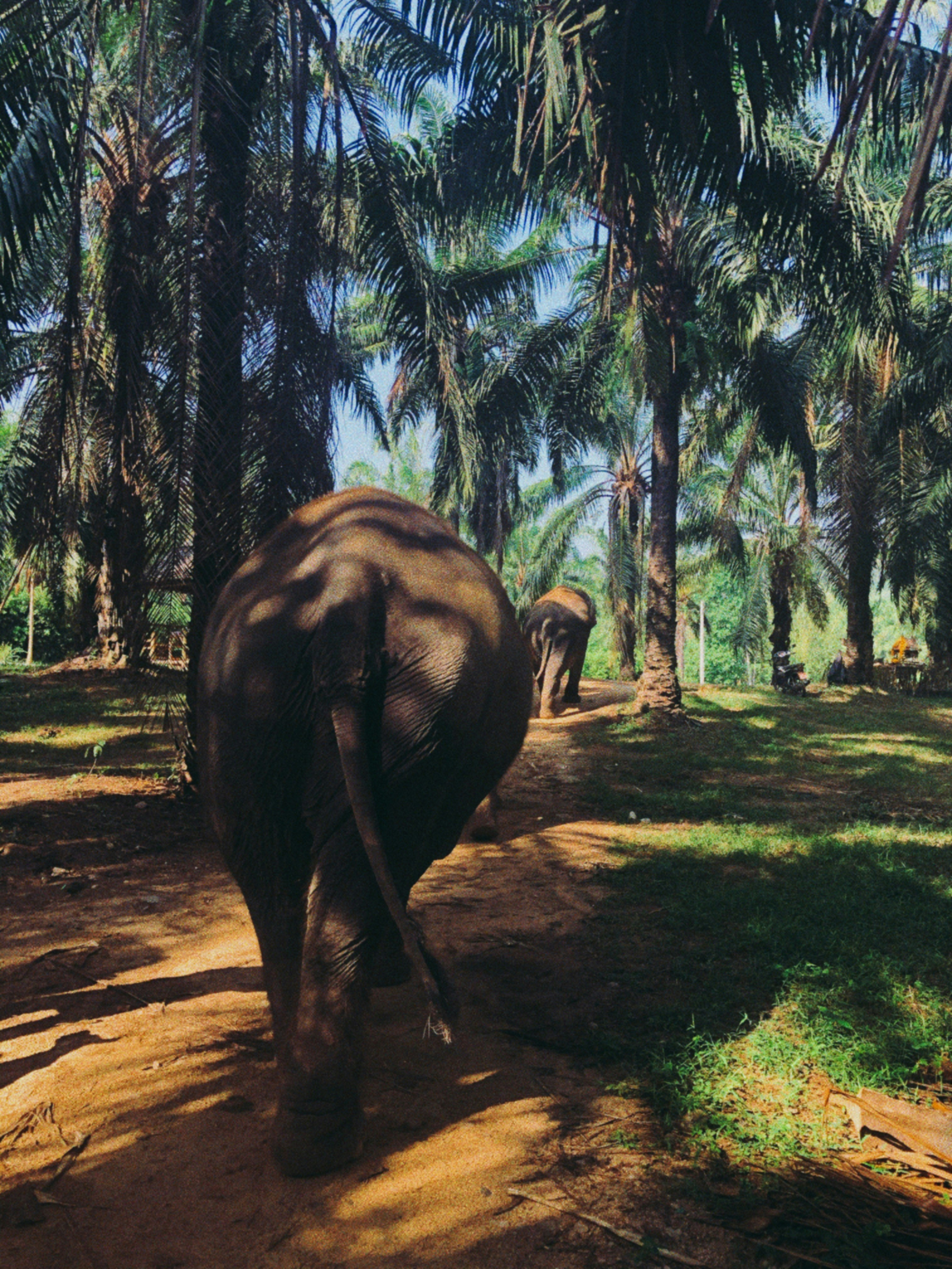 Palm-Shaded Parade: An Elephant Trek Through a Sunlit Forest