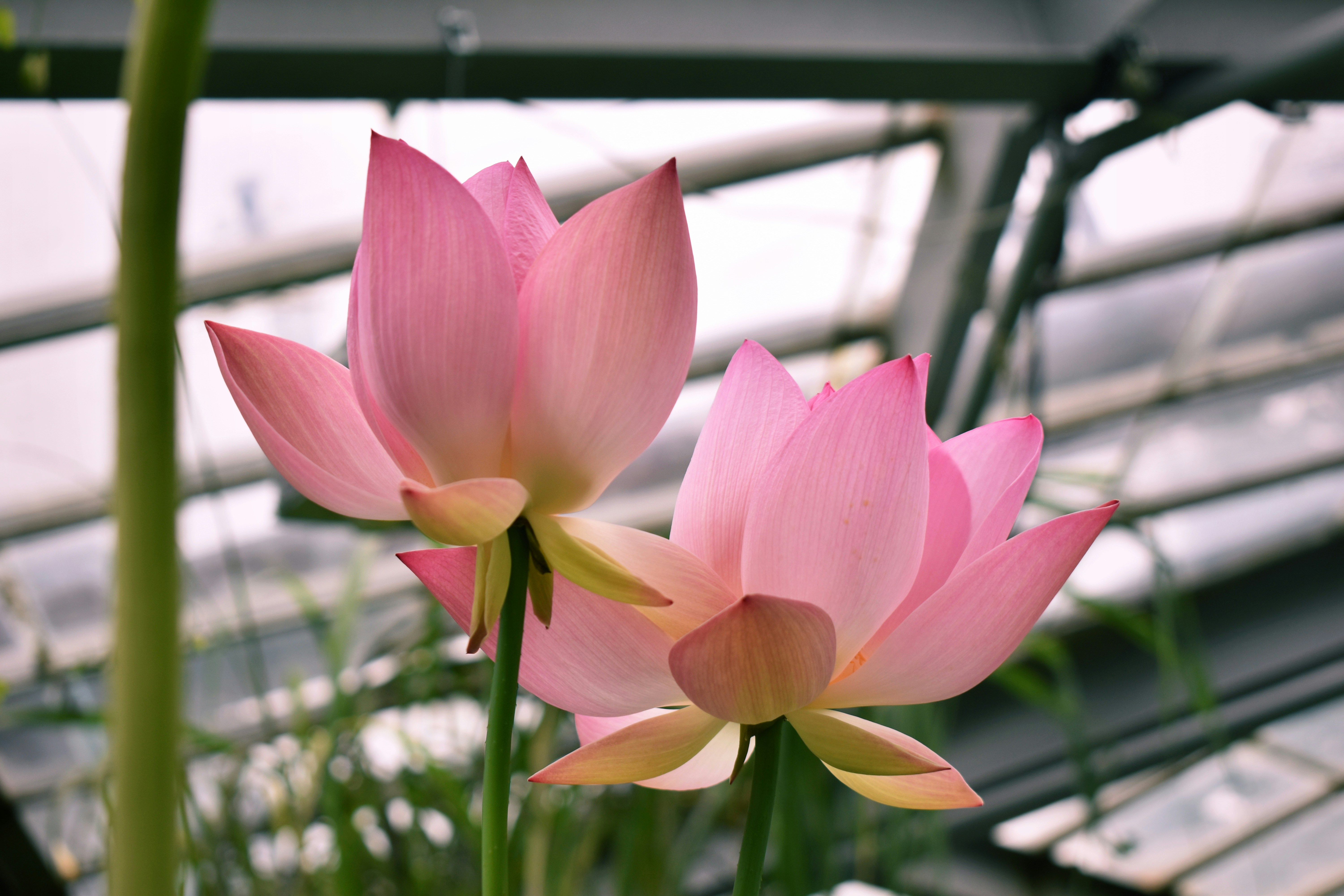 Petals in a Glasshouse: Gentle Pink Lotus Duo