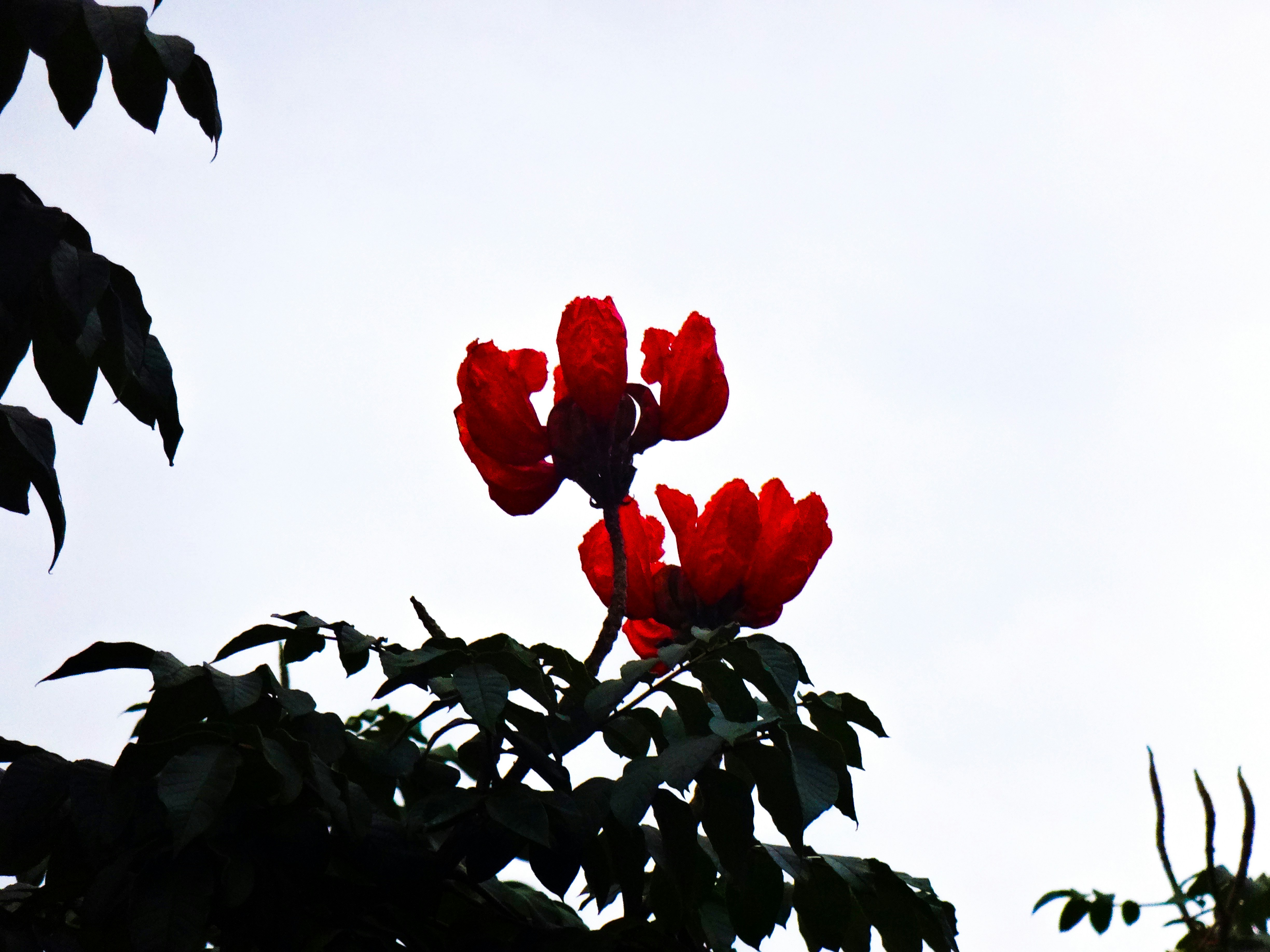 Photograph of crimson blossoms rising above shadowed foliage against a pale sky. The composition centers on saturated flowers as the focal point.