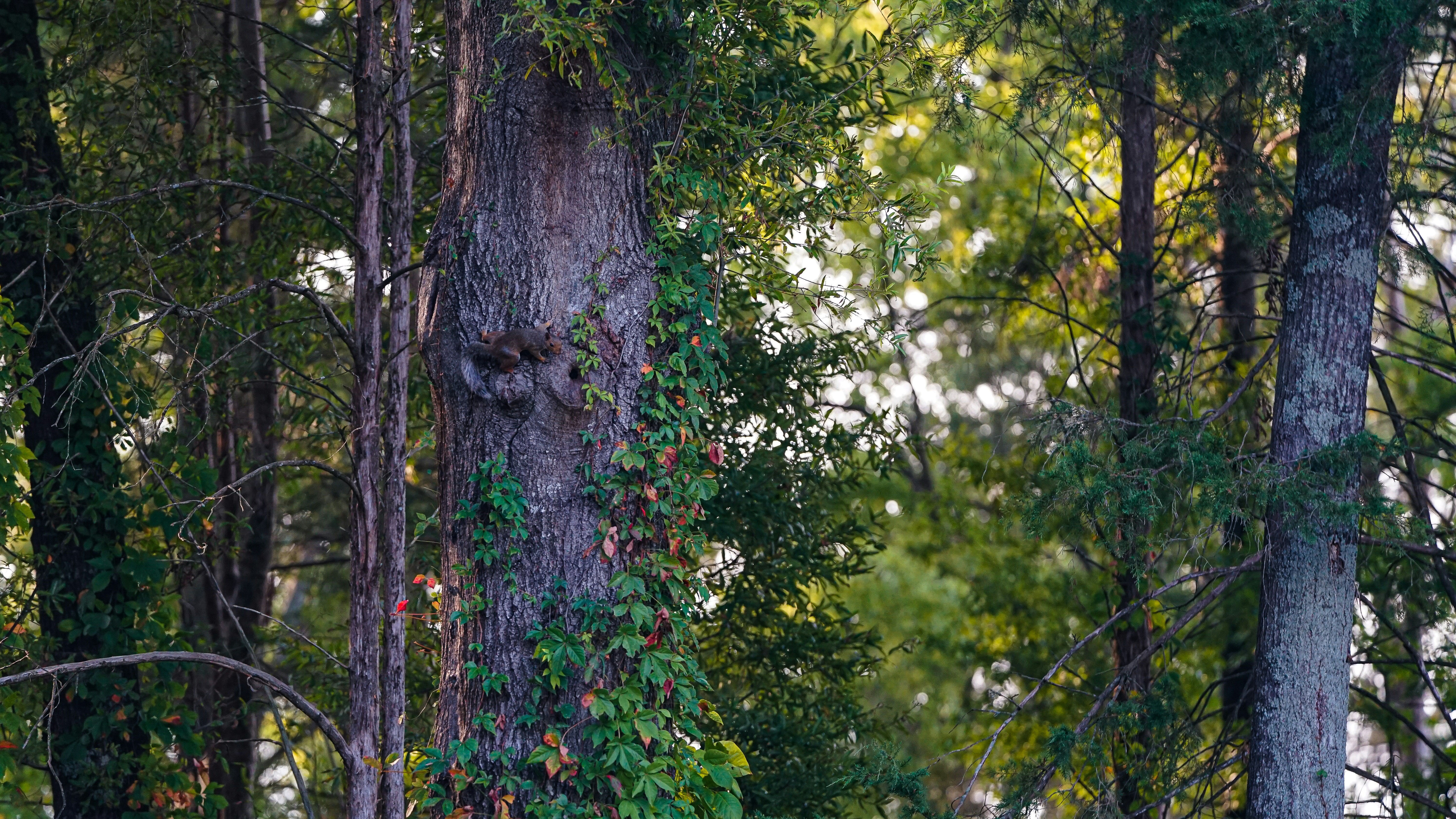 Verdant Embrace in Woodland Silence