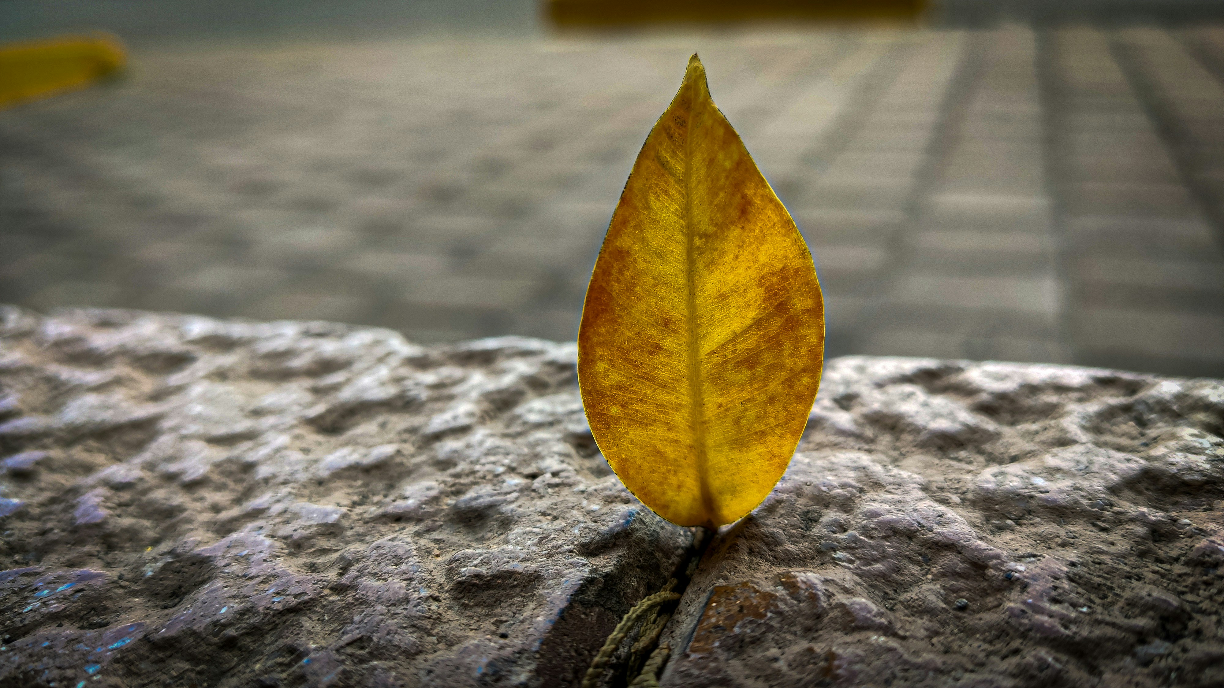 Single Autumn Leaf at the Edge of the Stone