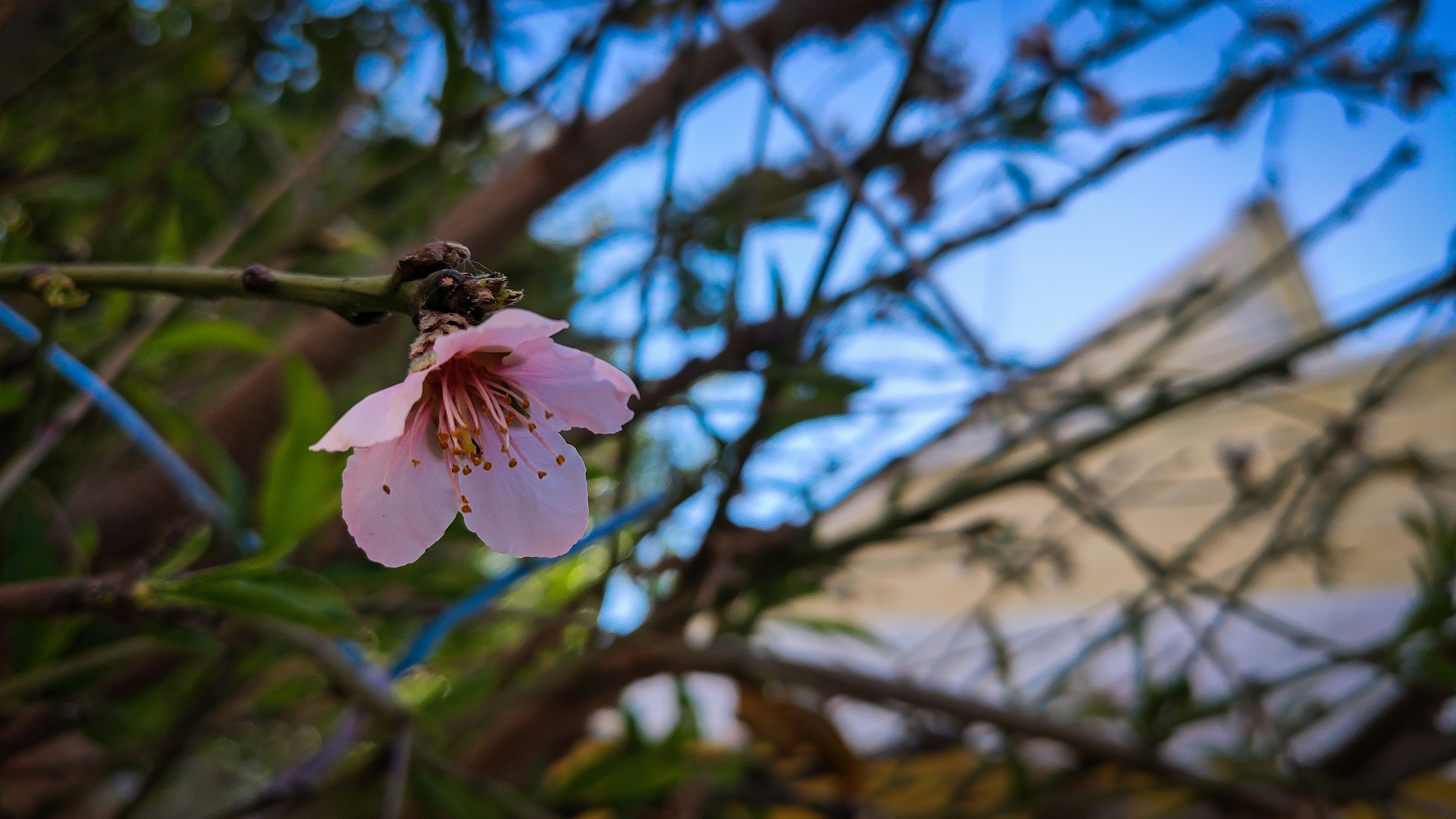 a close up of a pink flower on a tree