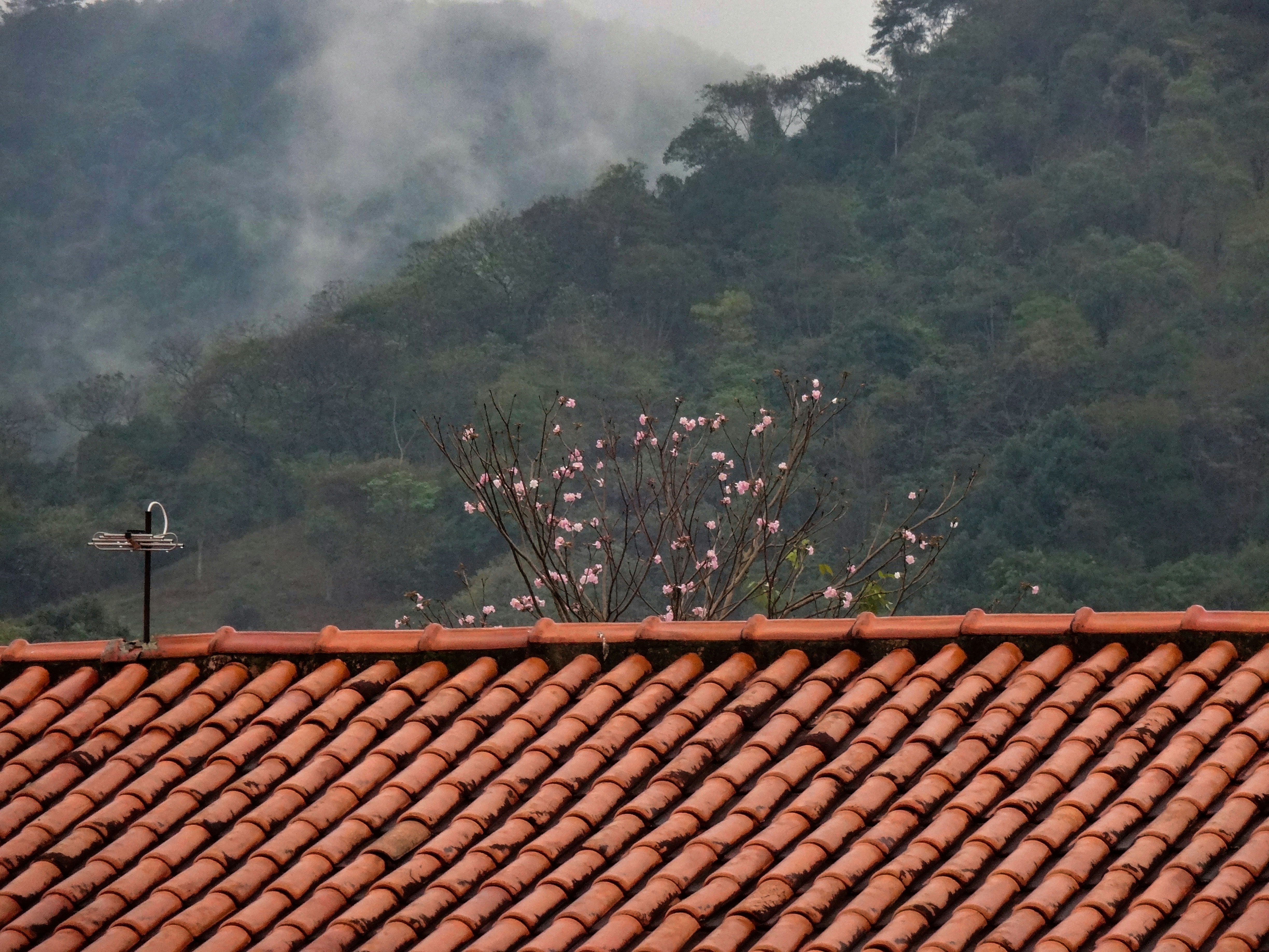 Bird perched on a terracotta roof with misty forest backdrop.