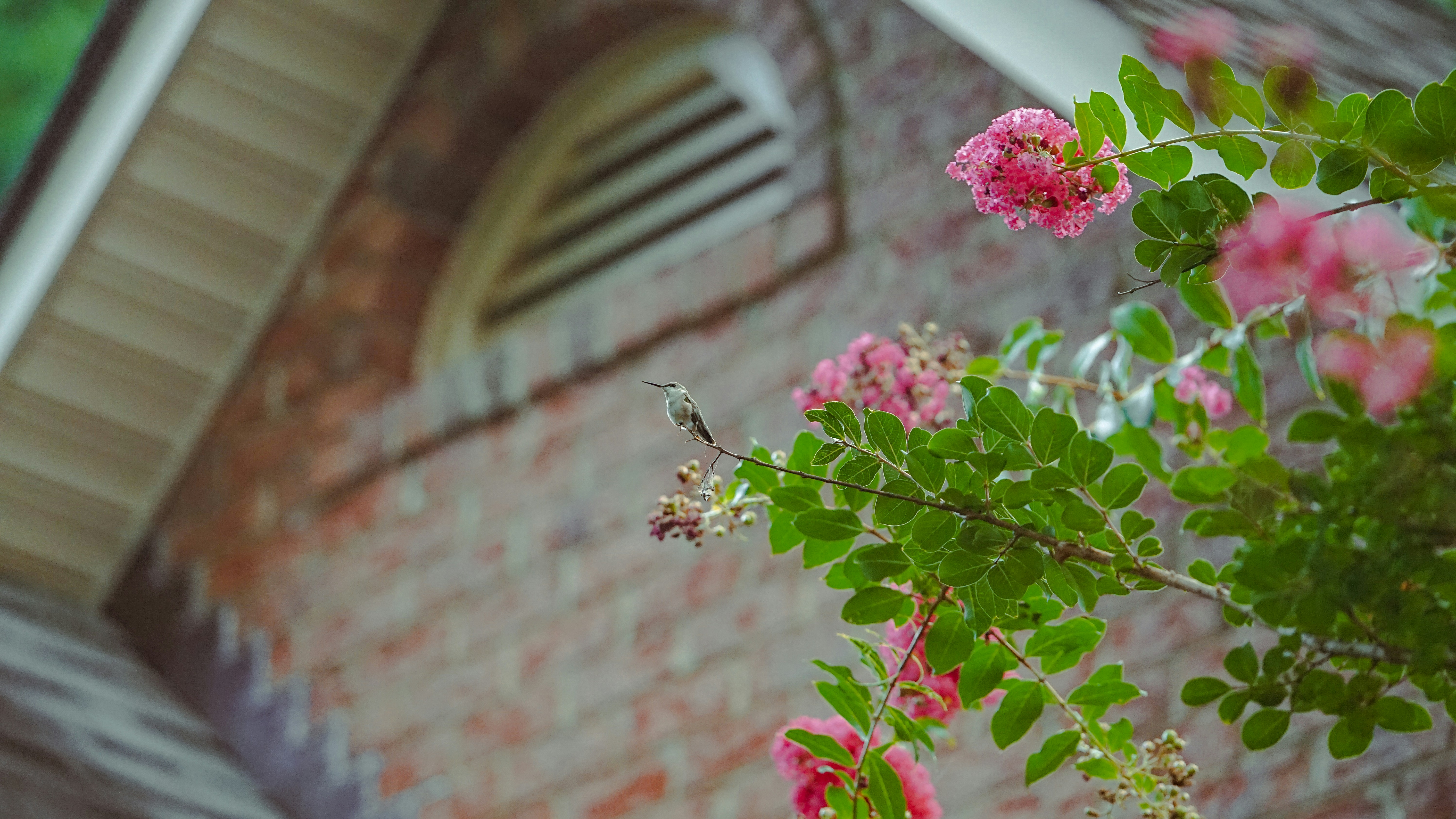 Blushing Bouquets Framing Brickwork: A Quiet Garden Snapshot