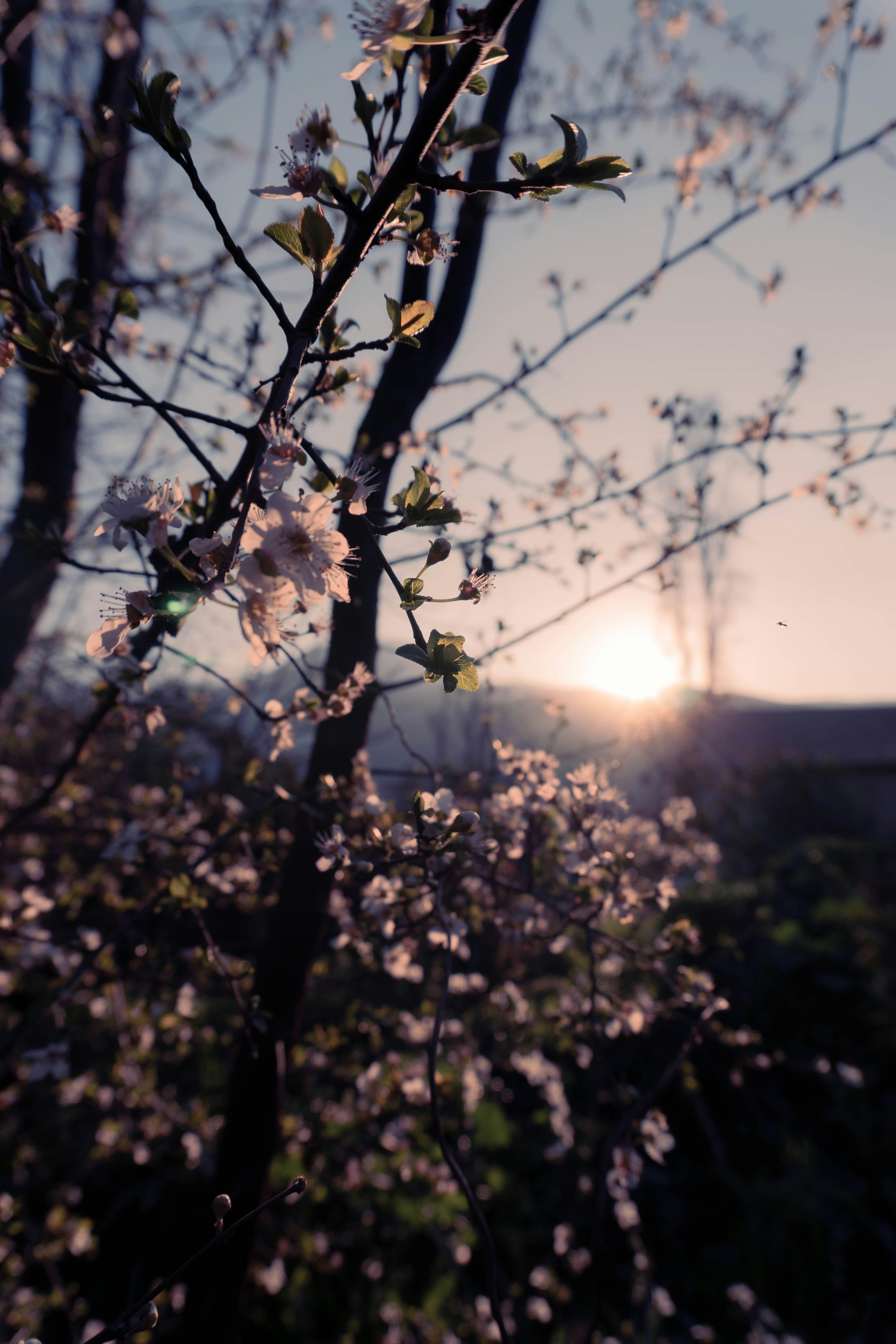 Sunset Lace: Blossoms Framing a Quiet Glow