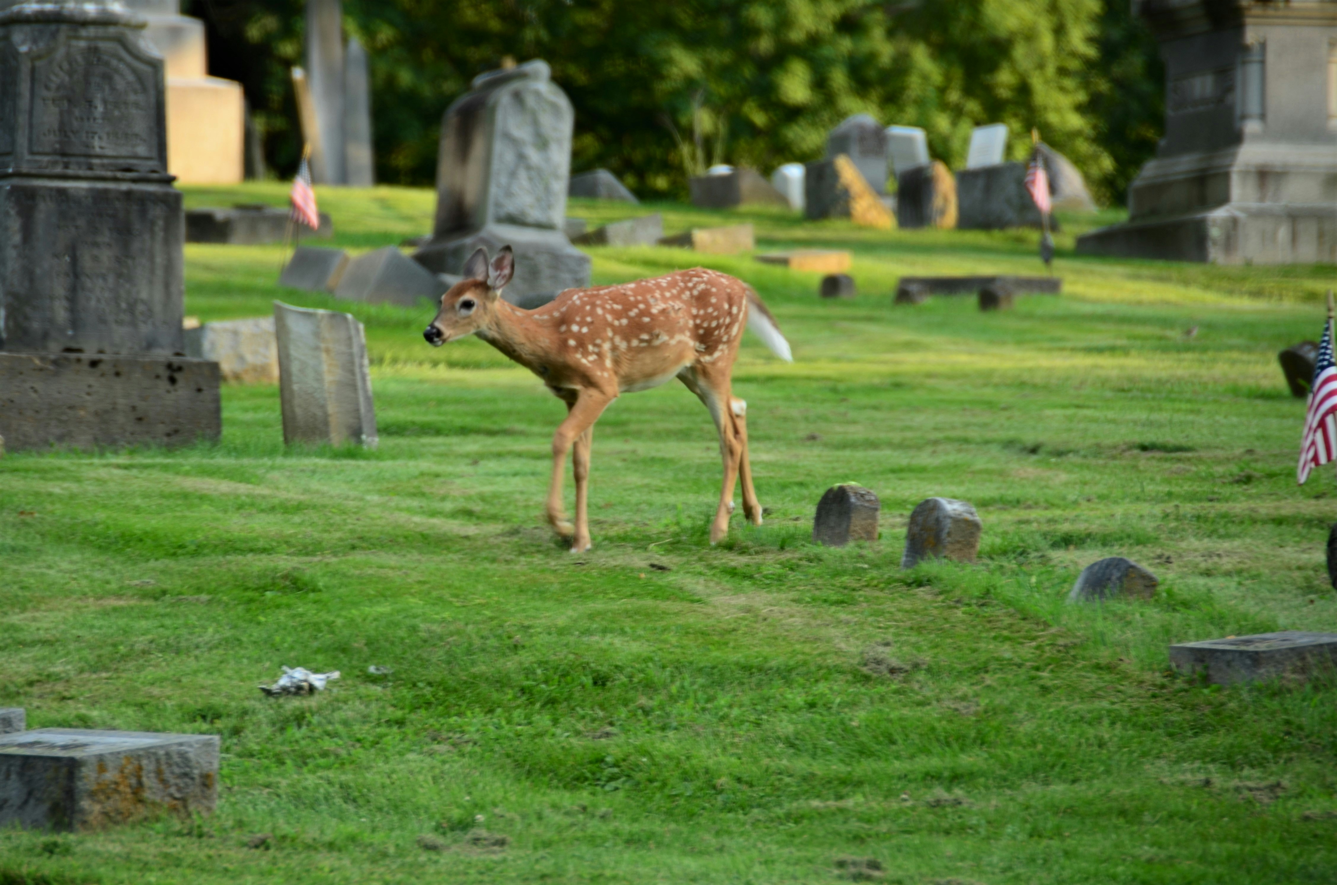 Dappled Visitor Among Weathered Stones
