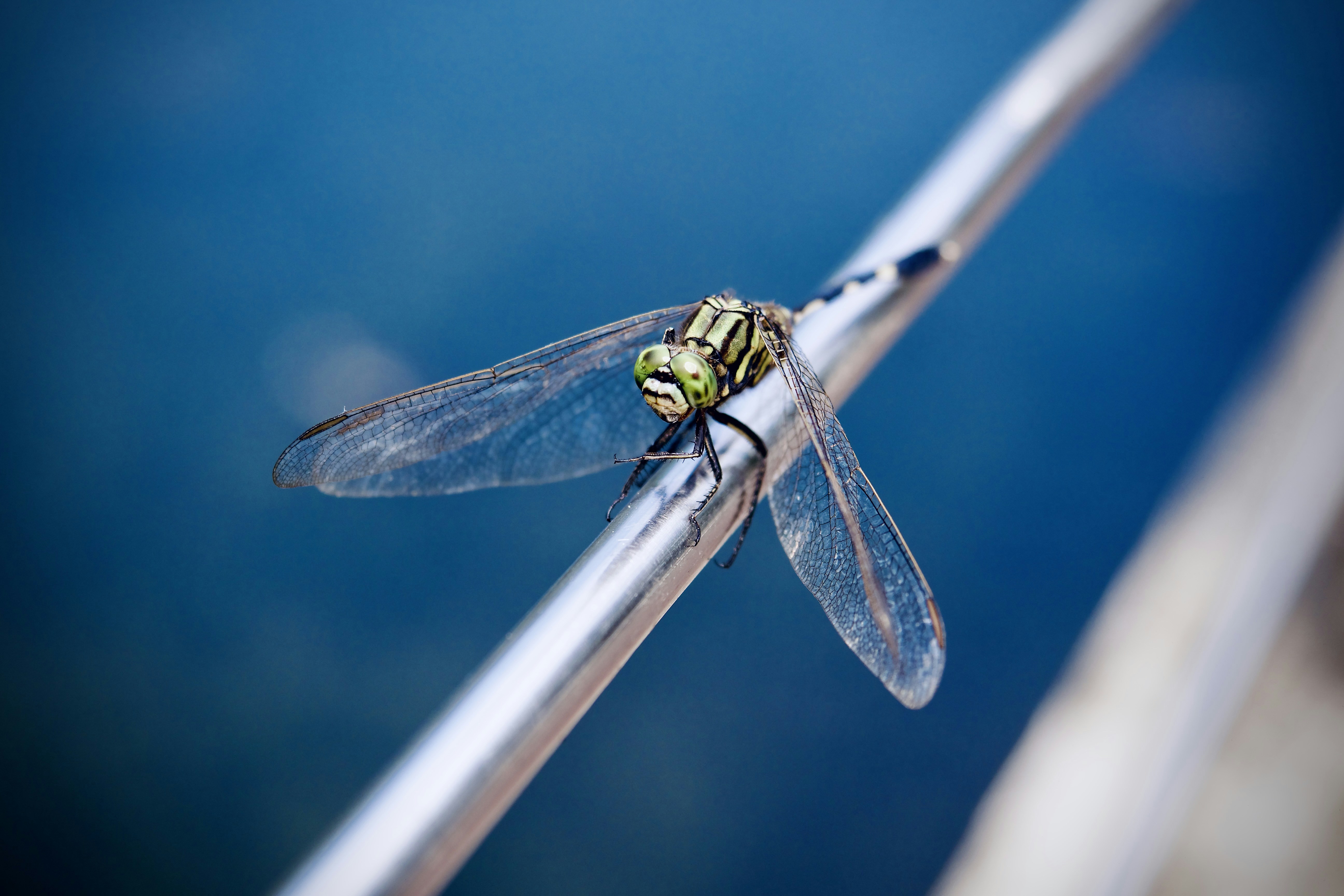 A close up of a dragon fly on a stick photo – Free Insect Image on Unsplash
