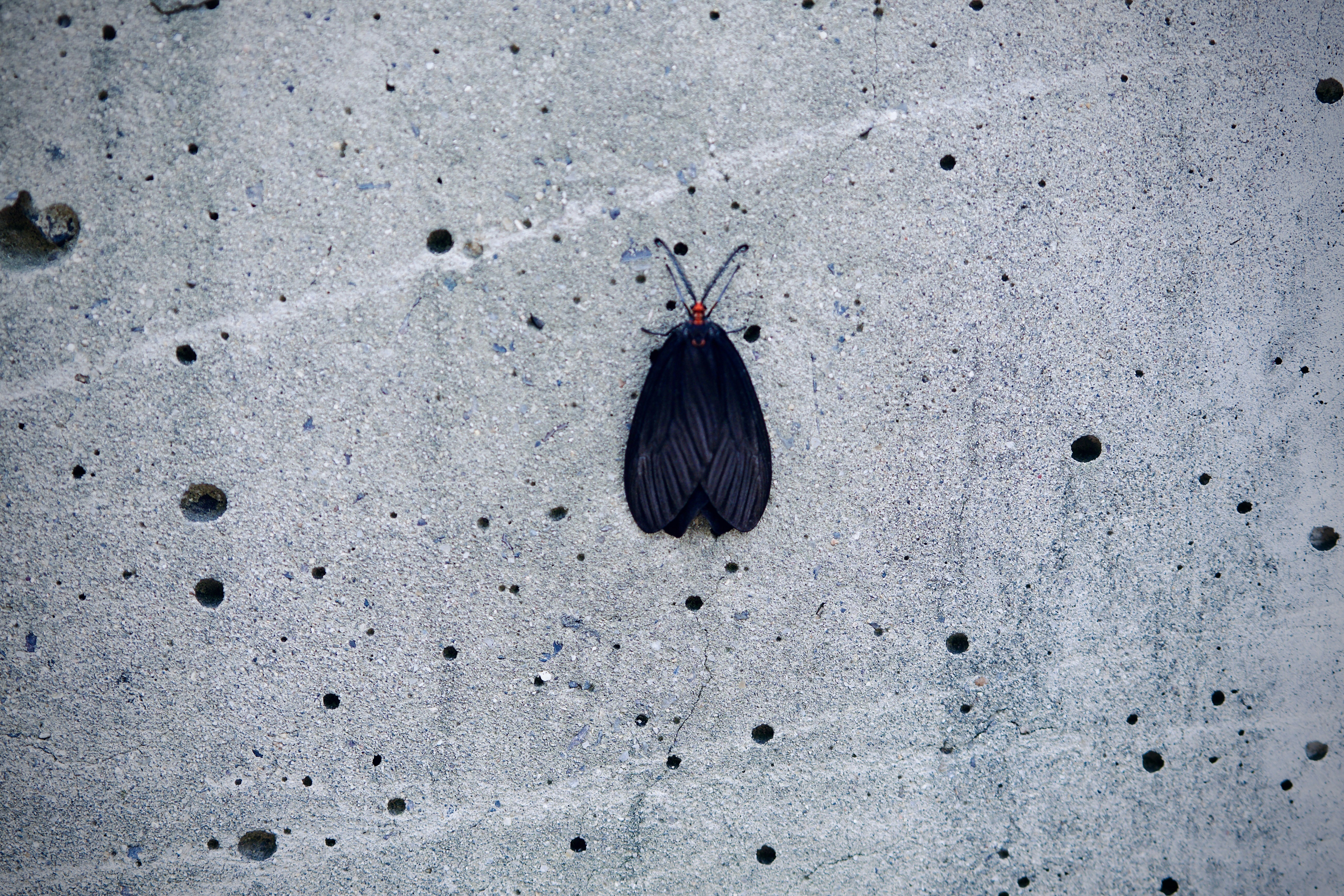 Midnight moth on concrete: a solitary silhouette against speckled gray