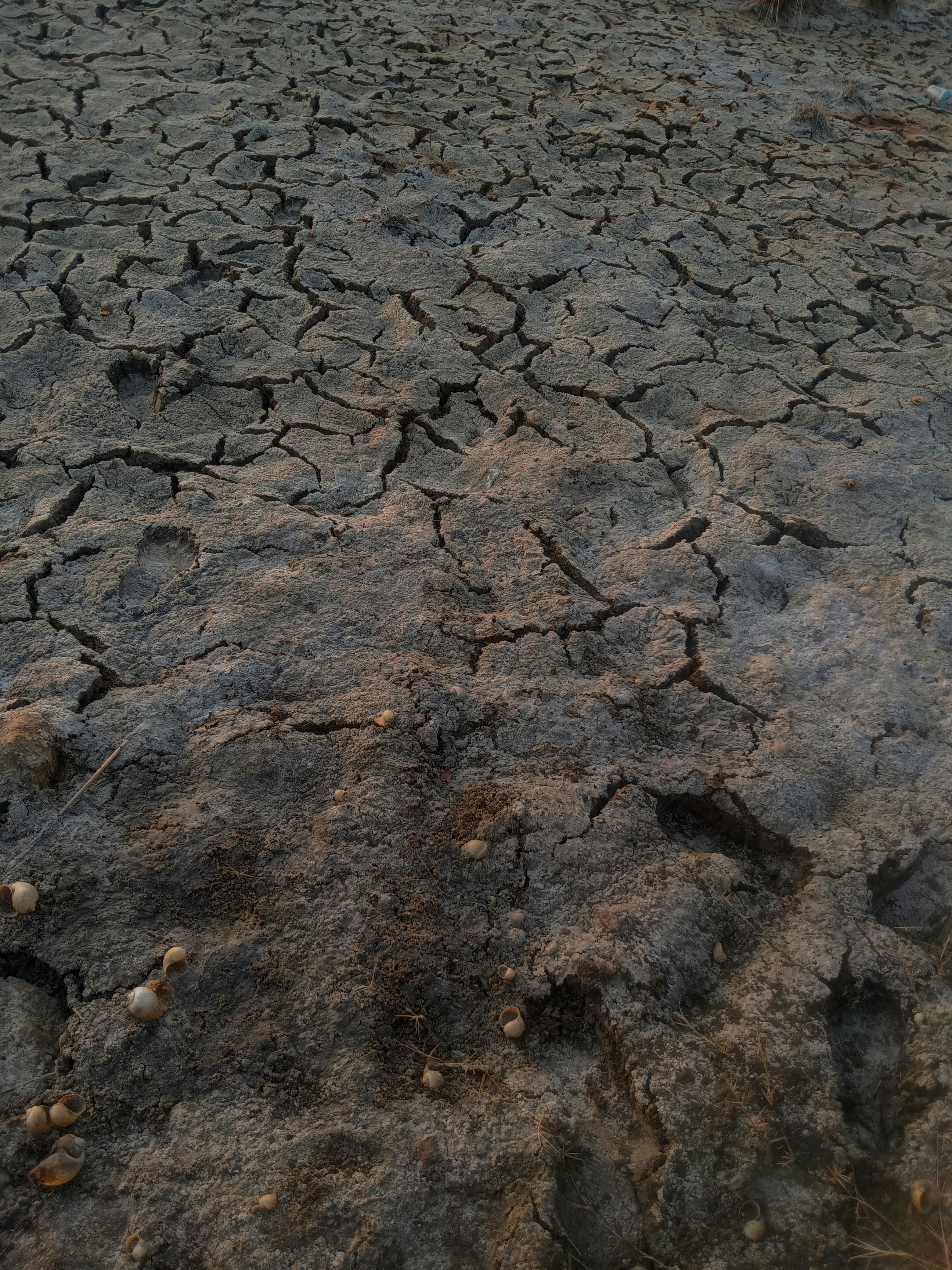 Parched Mosaic: Close-Up of Cracked Ground's Textured Lattice