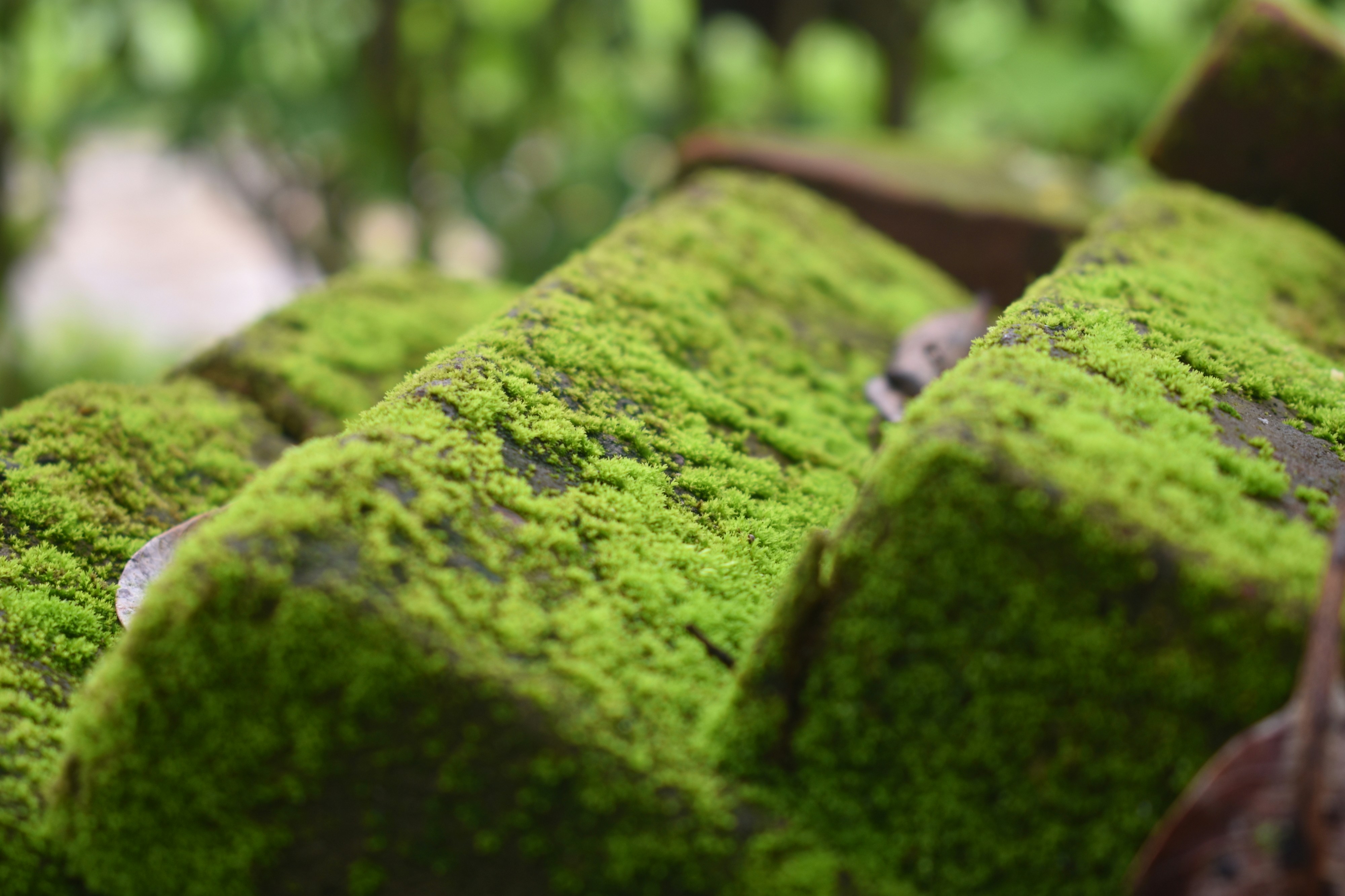 Moss-Cured Stones in Quiet Forest Light