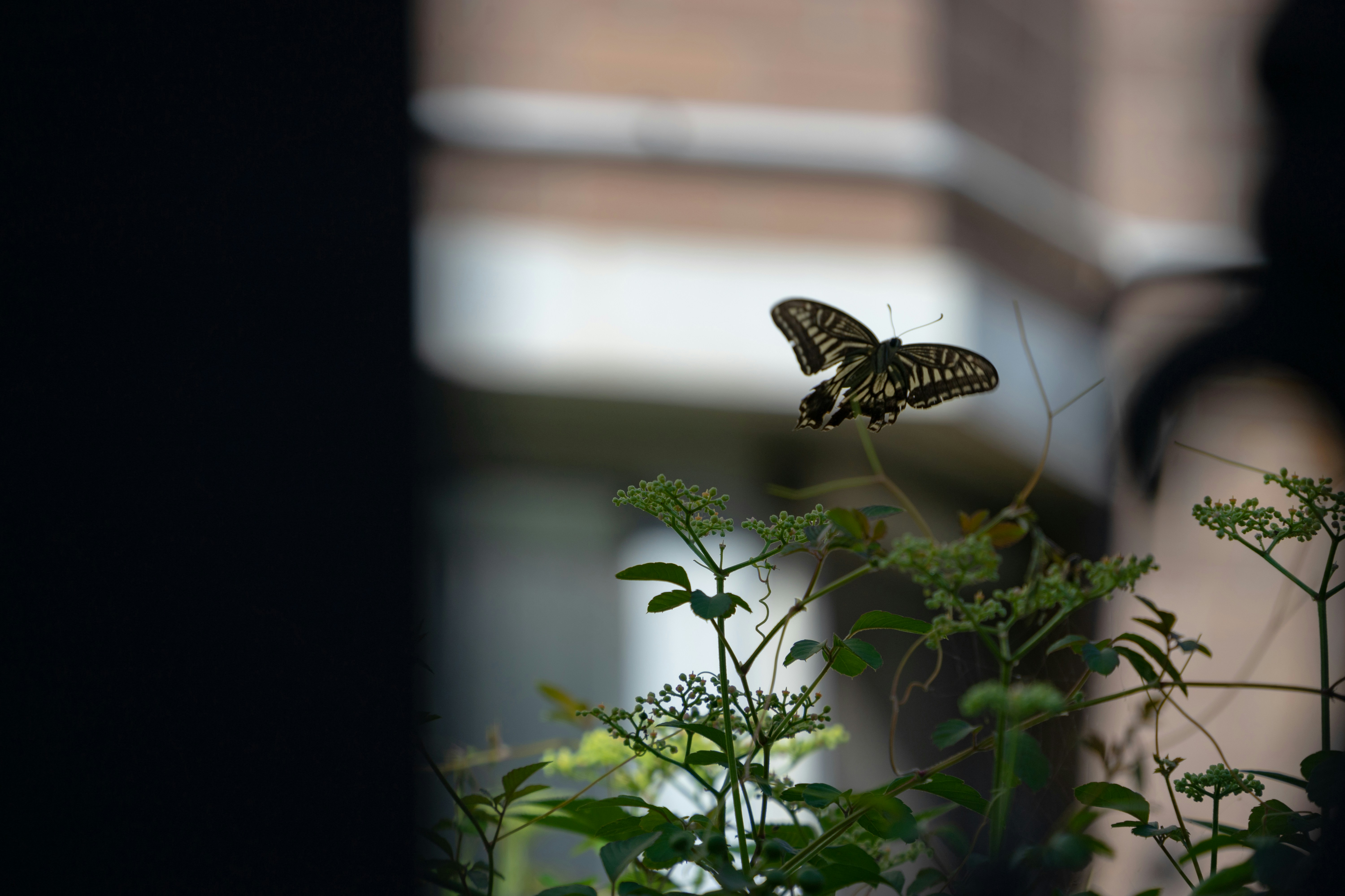 Butterfly on a Quiet Garden Edge