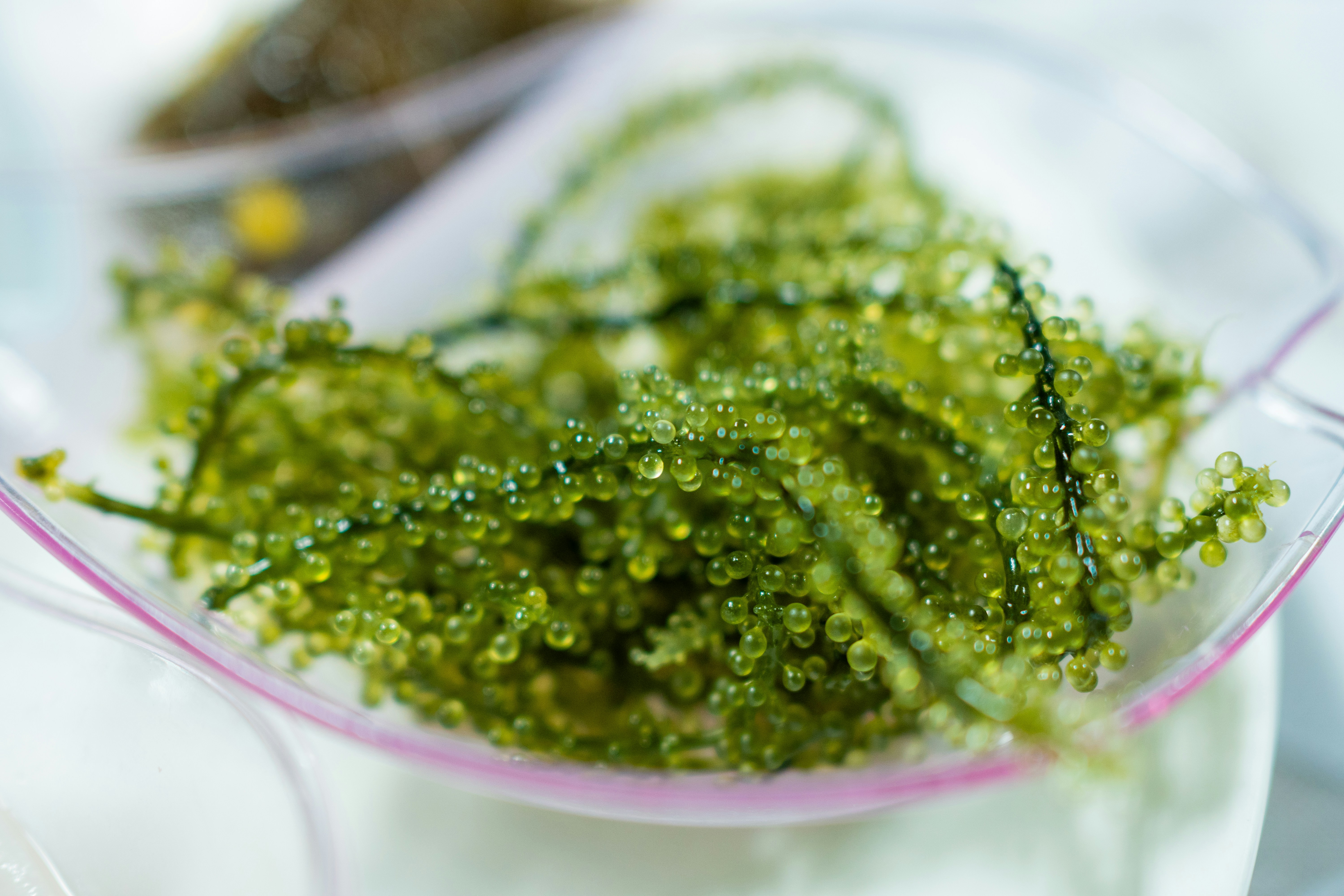 Dew-Kissed Sea Grapes in a Pink-Rimmed Glass Bowl