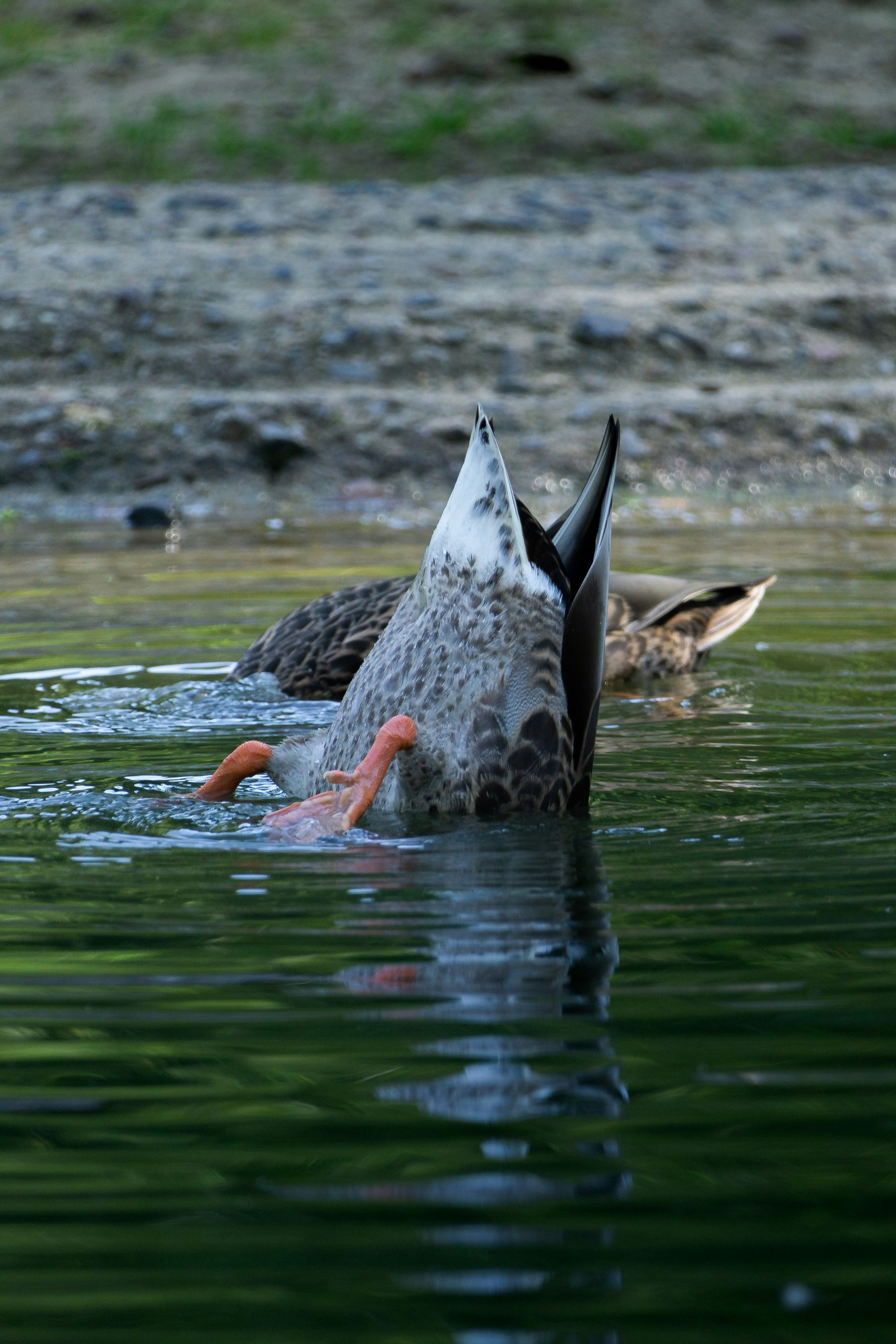 Upside-Down Moment: A duckling’s dive under the ripples